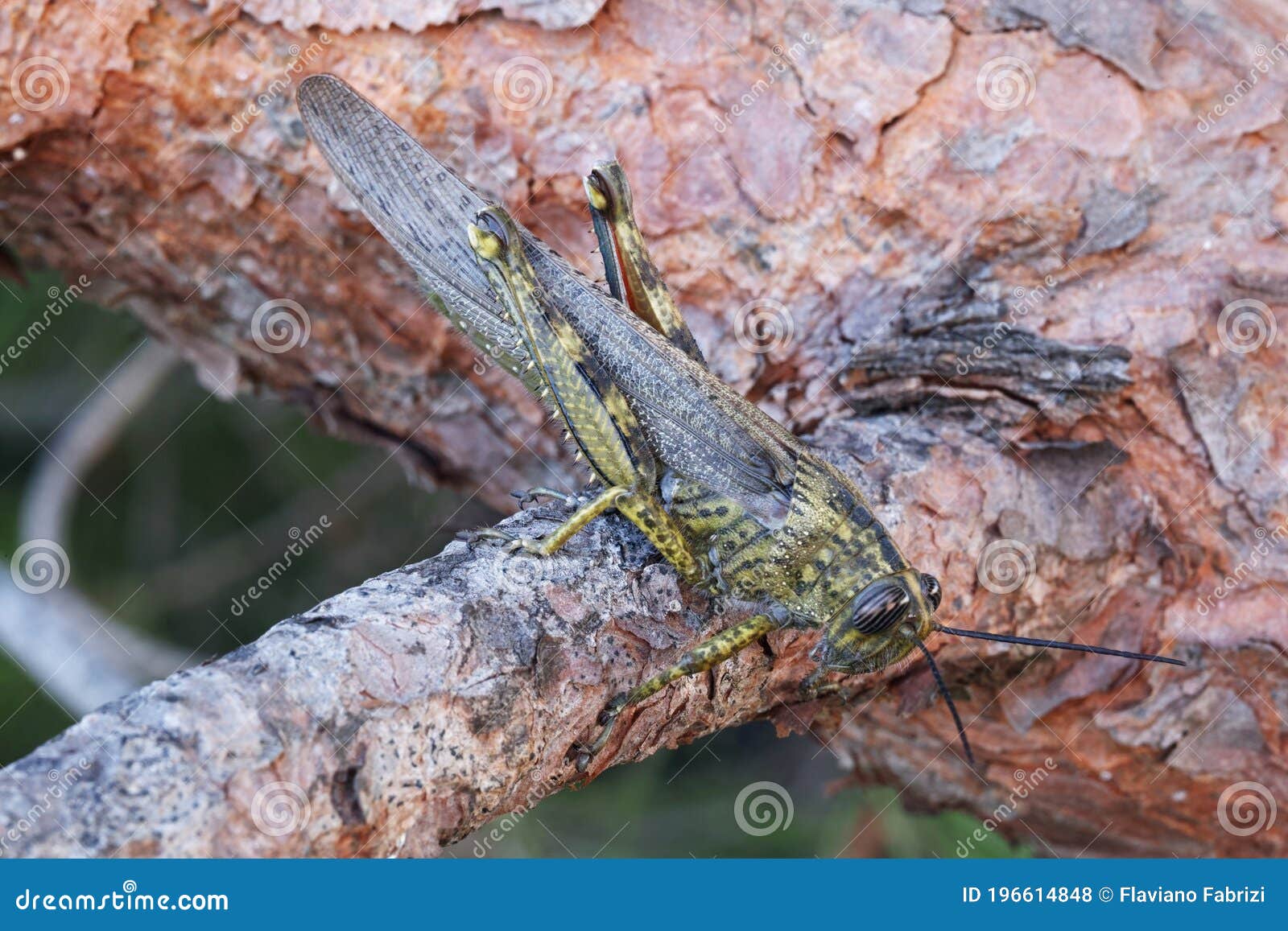 Female of migratory locust stock photo. Image of green - 196614848