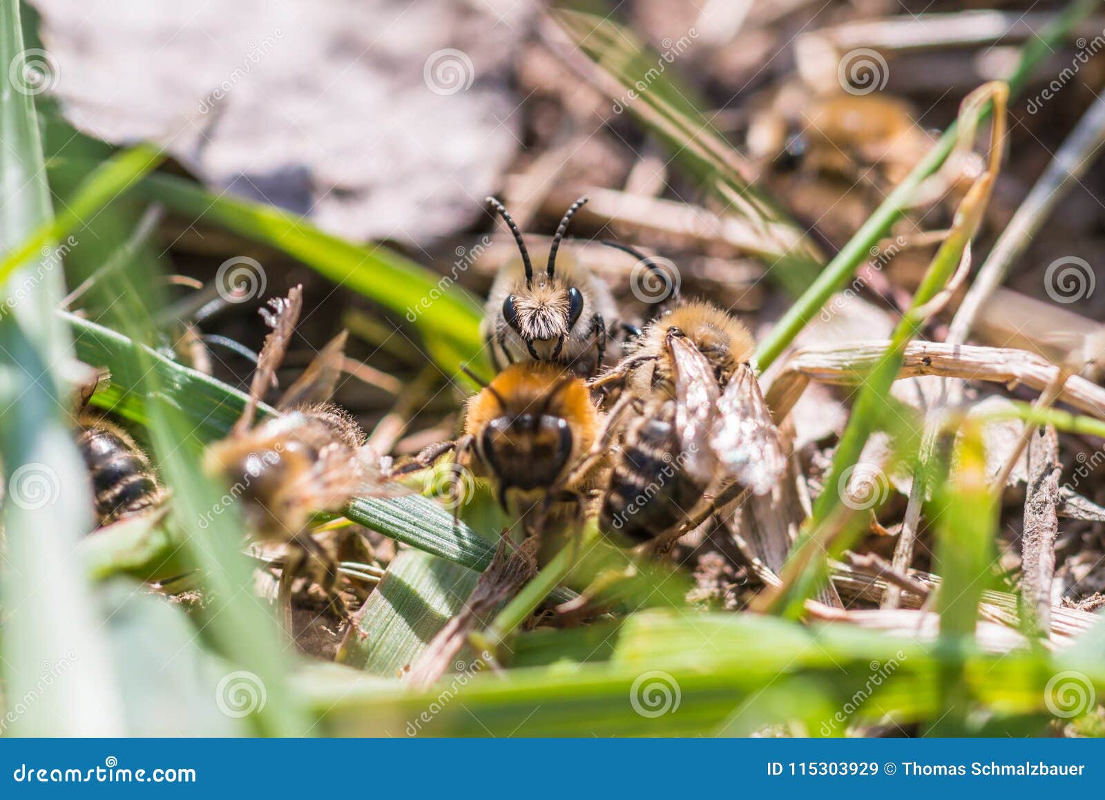 Female Mining Bee Gets Copulated by Male Mining Bee Stock Image - Image ...