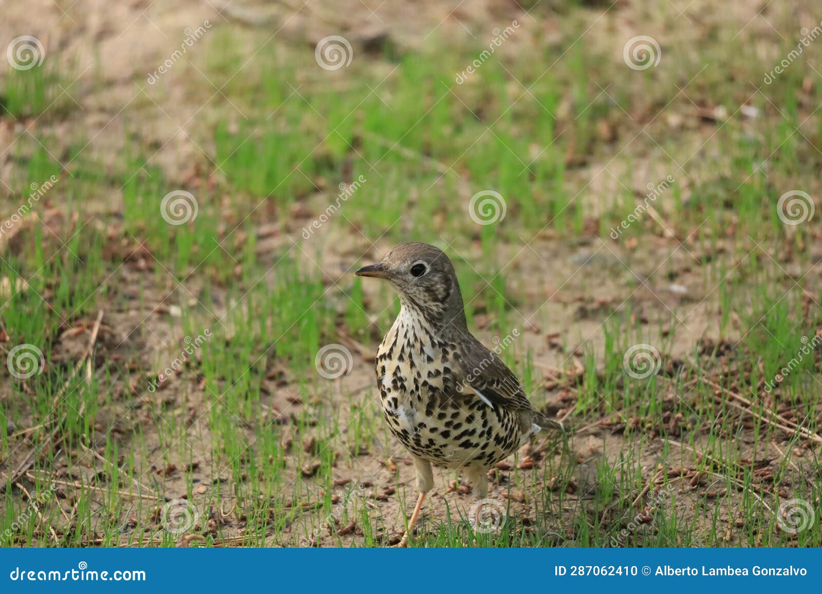 The Charlo Thrush Is A Bird Of The Passeriformes Order And Of The ...