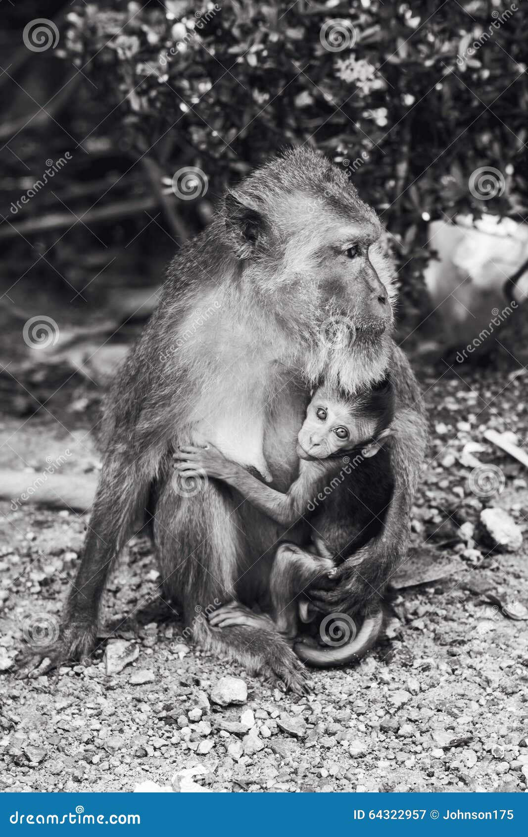 Female Monkey with Baby stock image. Image of creature - 64322957