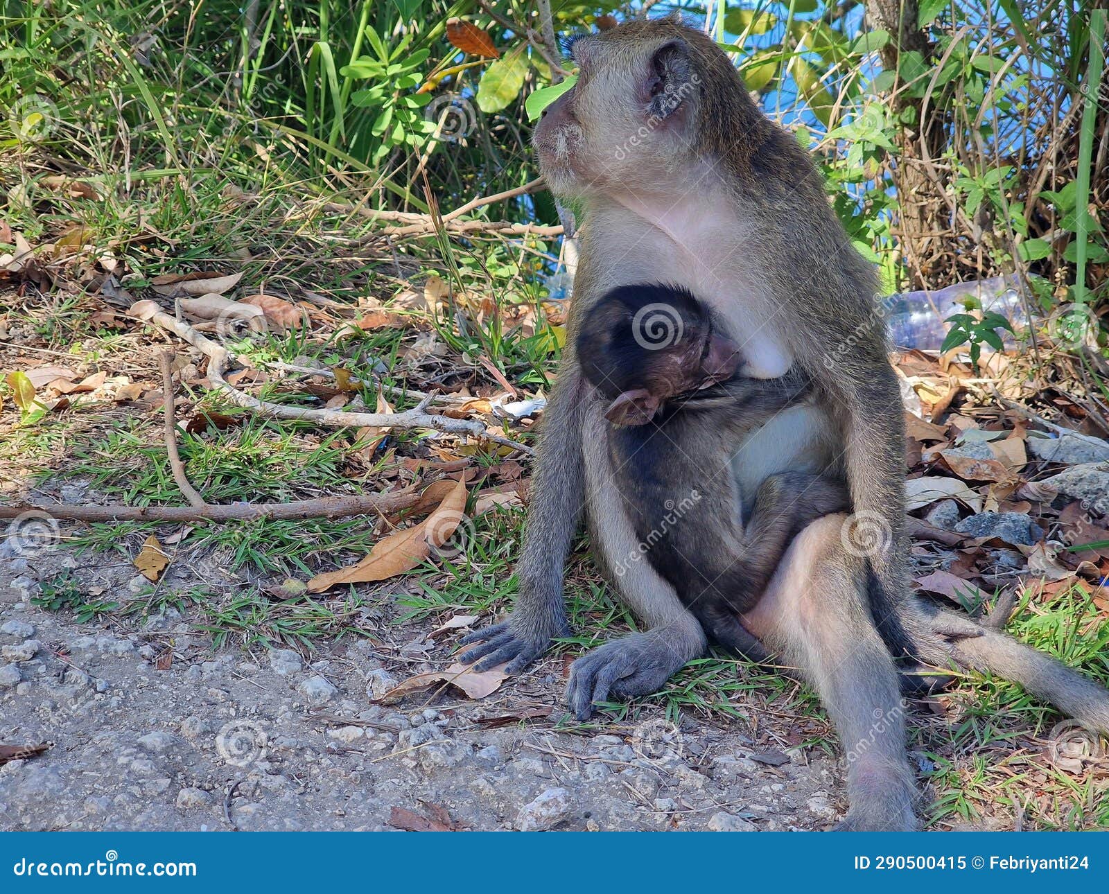 Female Monkey Langur And Her Cub Stock Photo | CartoonDealer.com #188129832