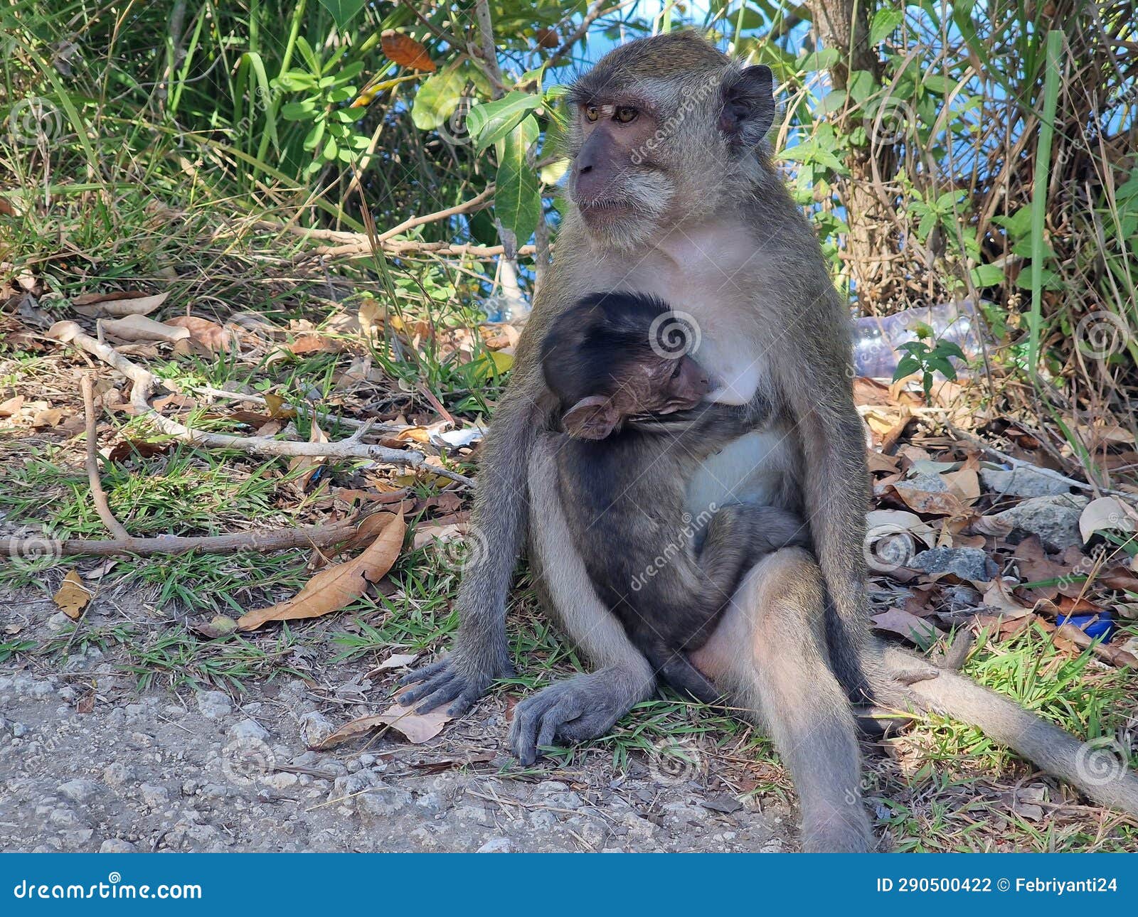 Female Monkey Langur And Her Cub Stock Photo | CartoonDealer.com #188129832