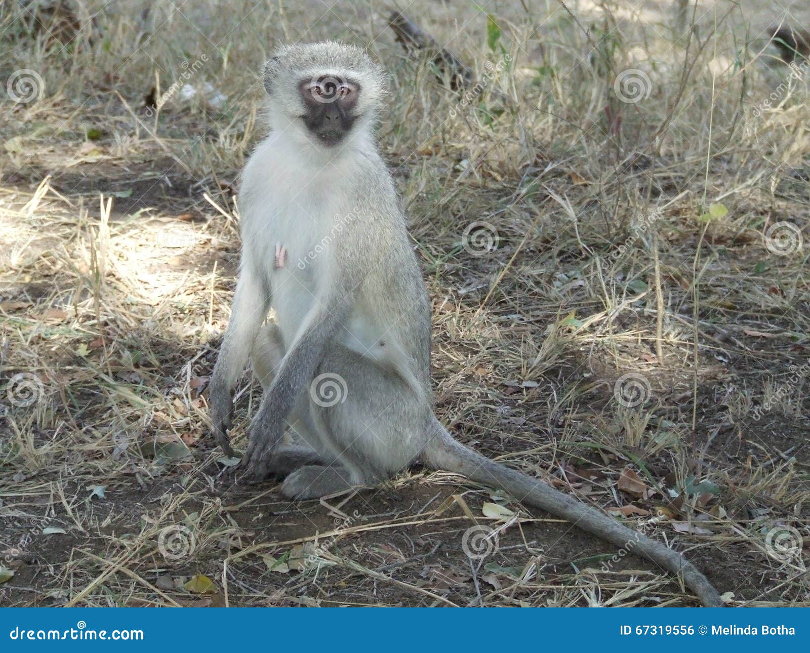 Female monkey stock photo. Image of bush, wildlife, curios - 67319556