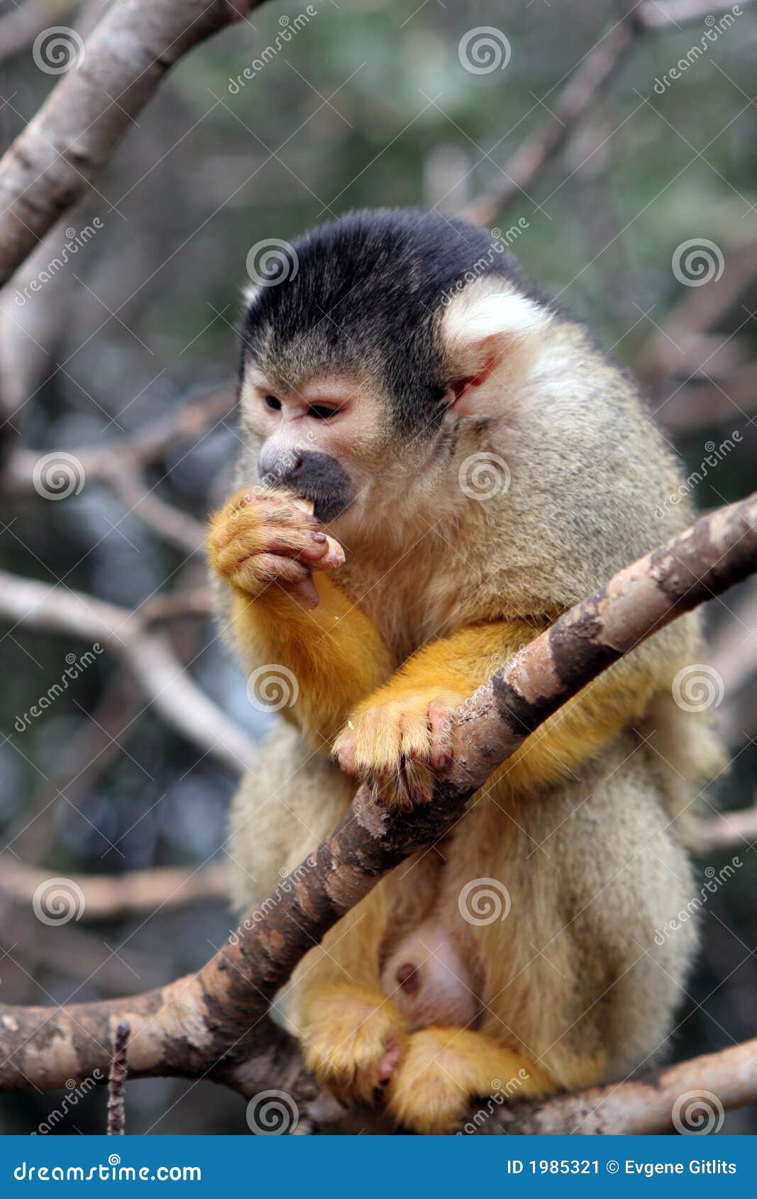 Female Monkey Eating The Nuts Picture. Image: 1985321