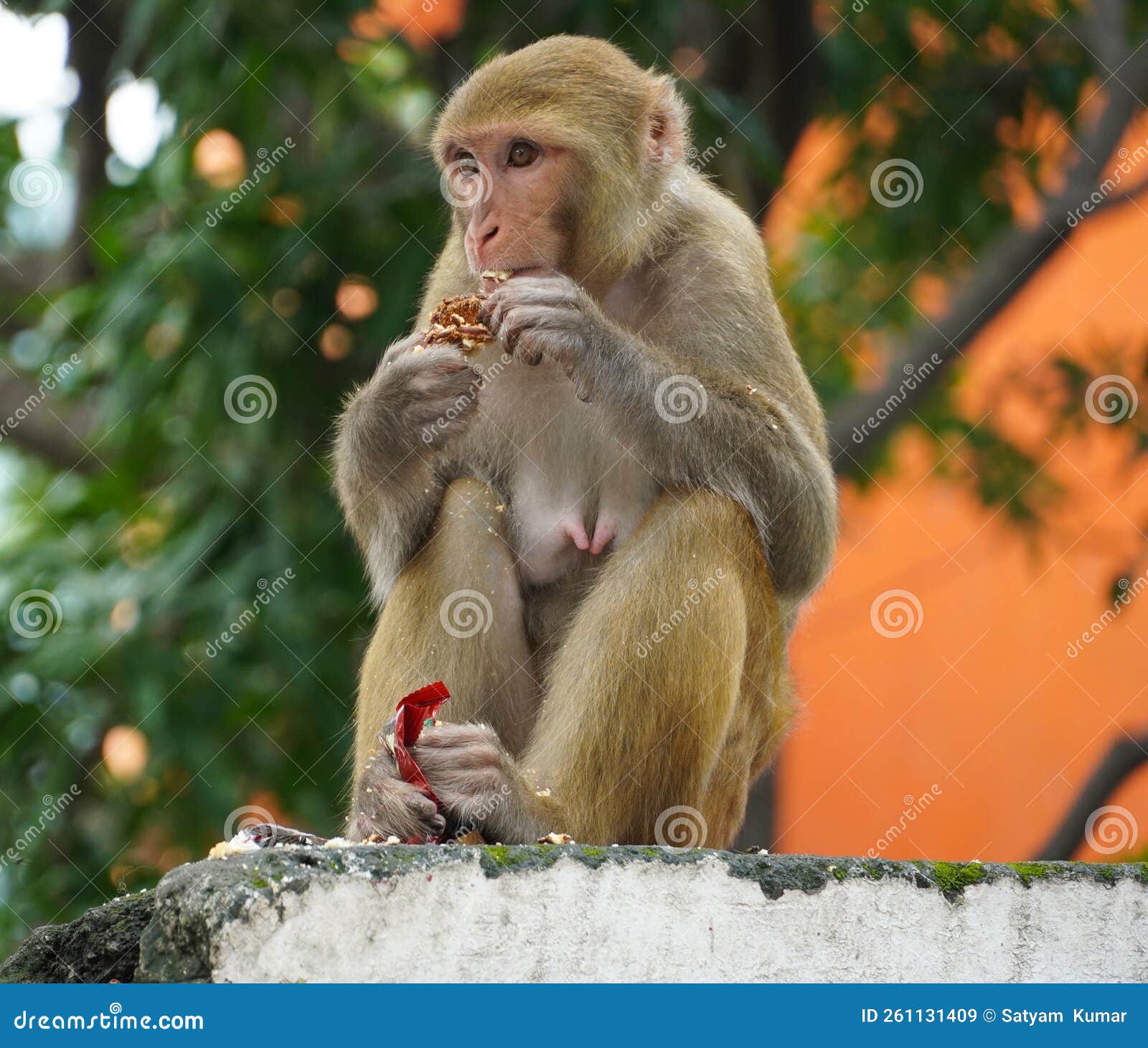 Monkey Female Cartoon Stock Photos - Free & Royalty-Free Stock Photos ...