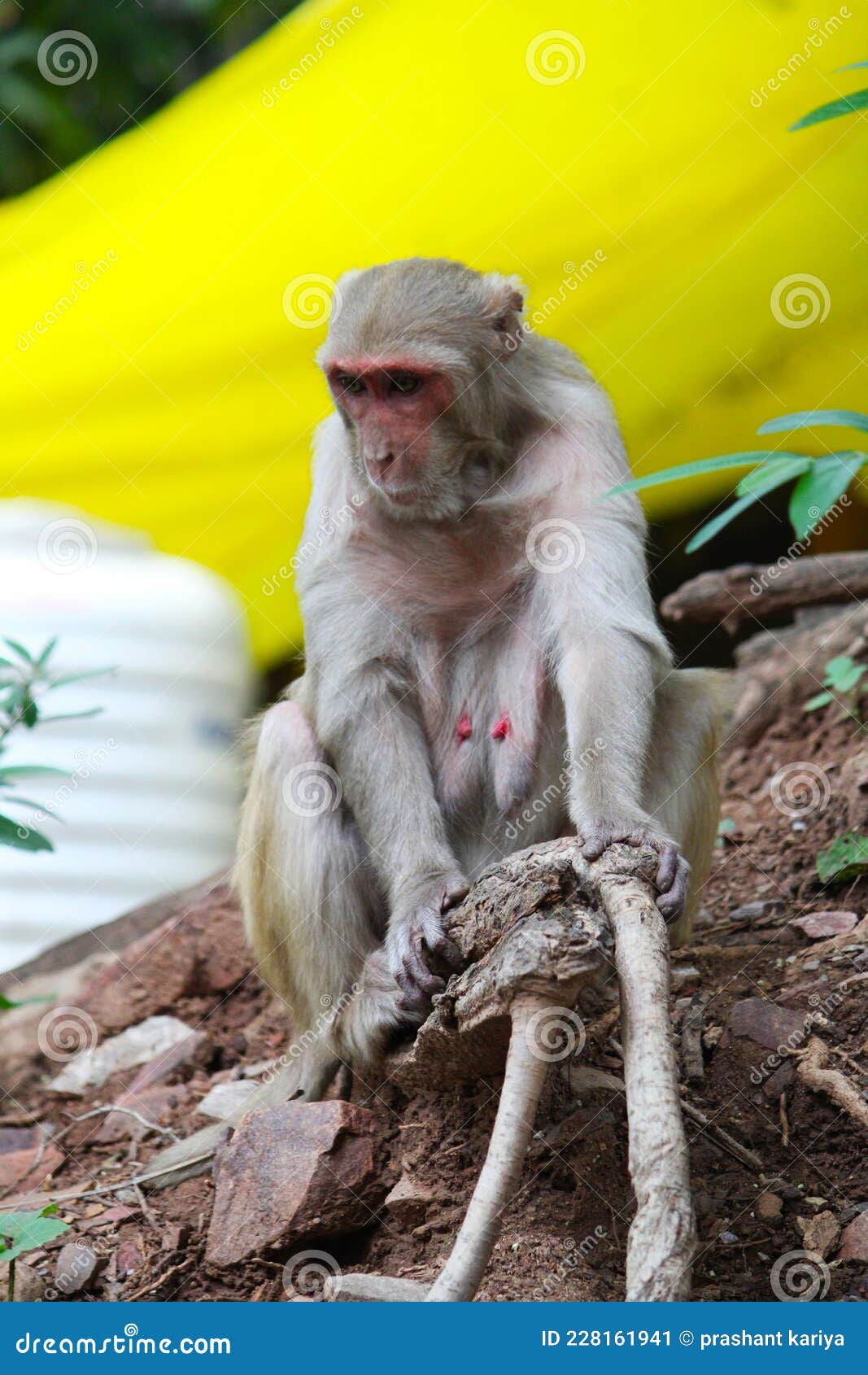 Female Monkey Feeling Sad and Sitting Alone Stock Image - Image of ...