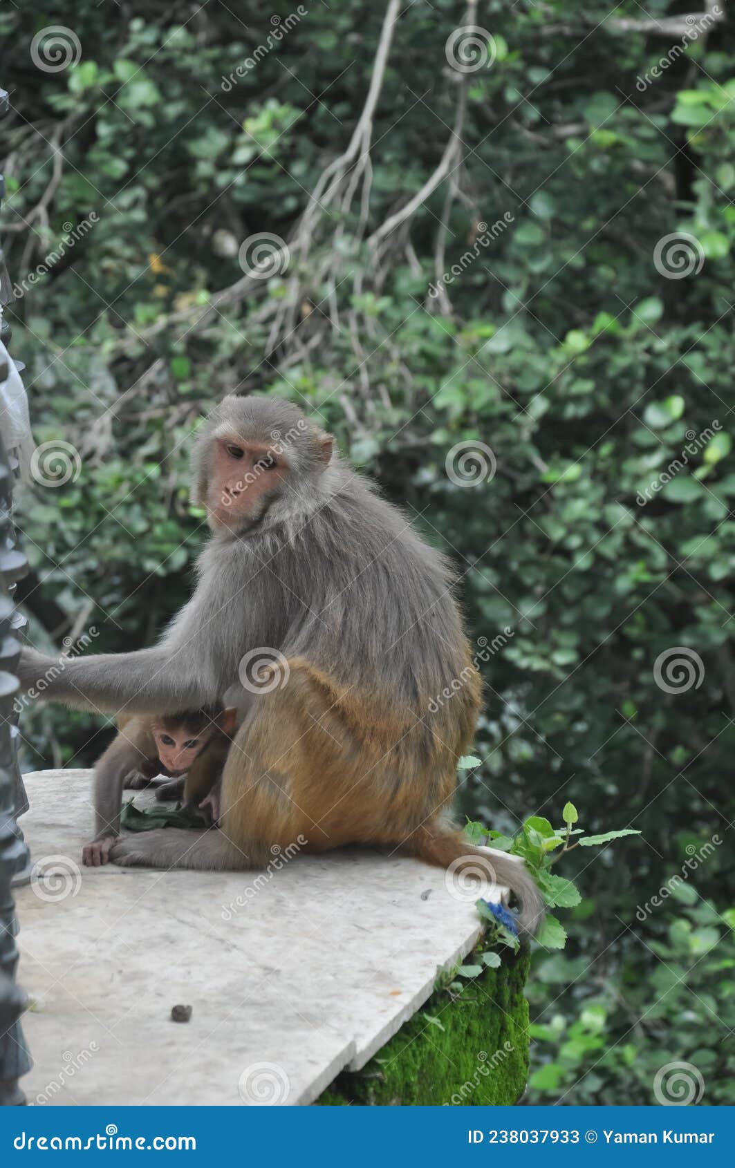 A Female Monkey with Her Baby Sitting Outside in Park Stock Image ...