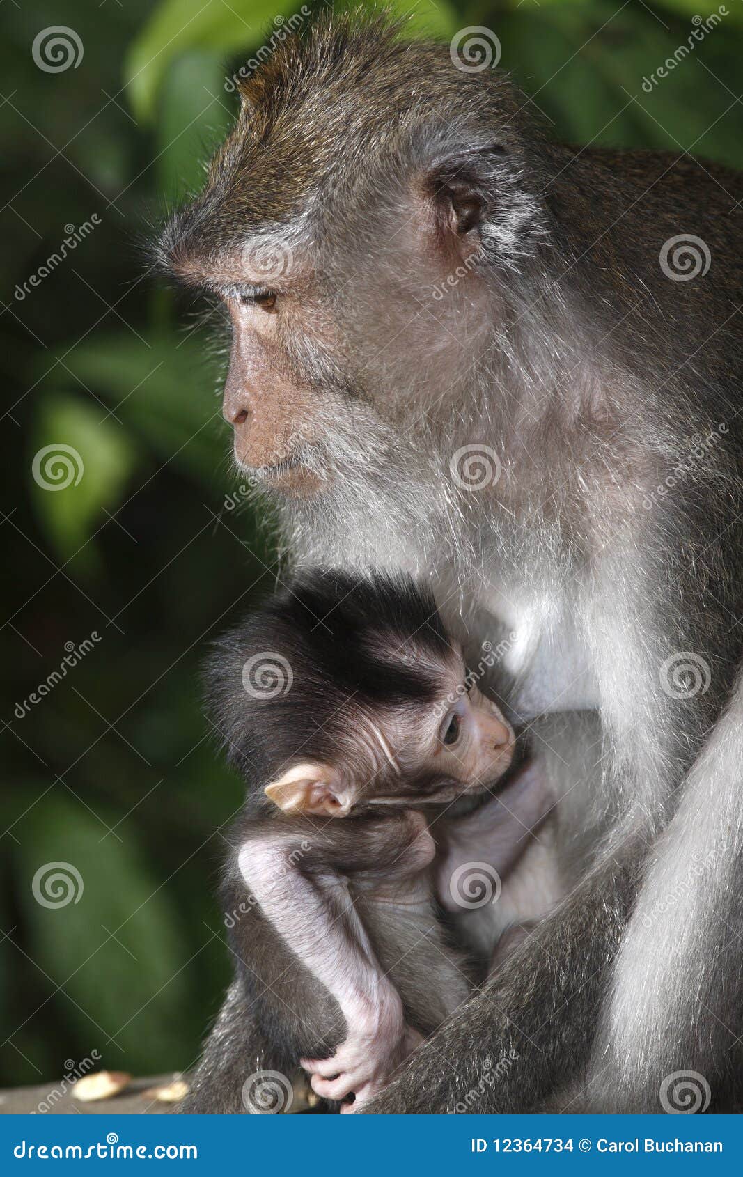 Female Monkey with Infant stock photo. Image of nursing - 12364734
