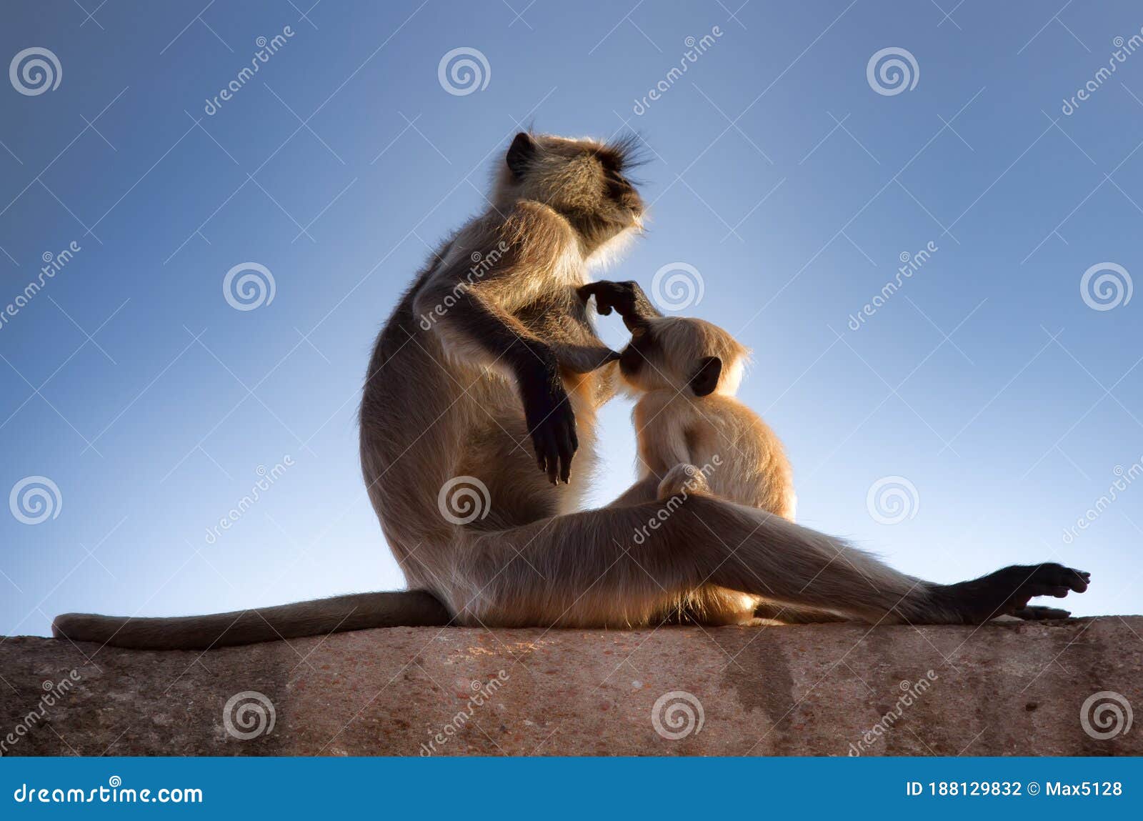 Female Monkey Langur And Her Cub Stock Photo | CartoonDealer.com #188129832