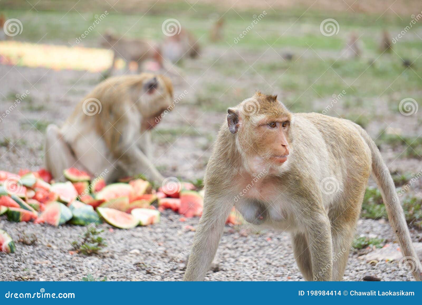 Monkey is looking stock photo. Image of mammal, animal - 198984414