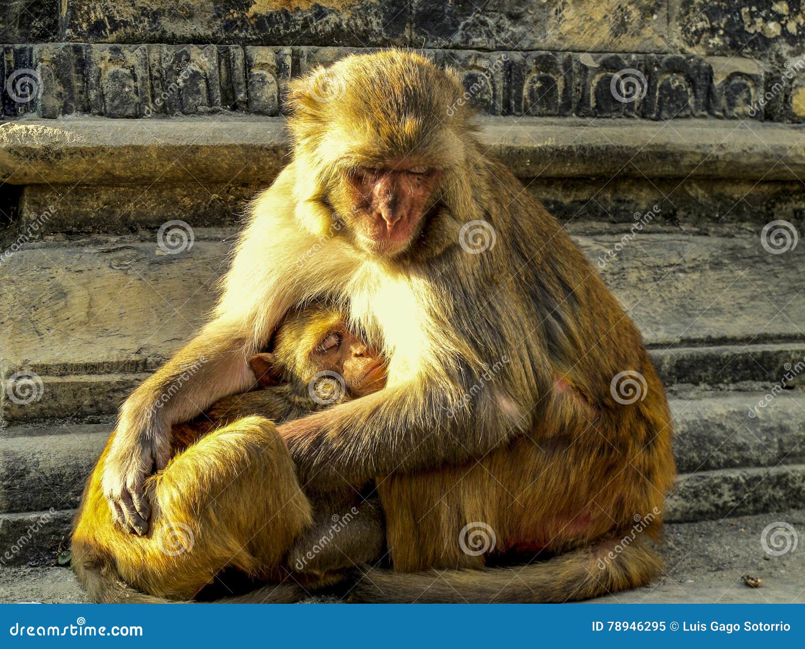 The Female Monkey Carry Baby Monkey On Branch Tree In Nature At ...