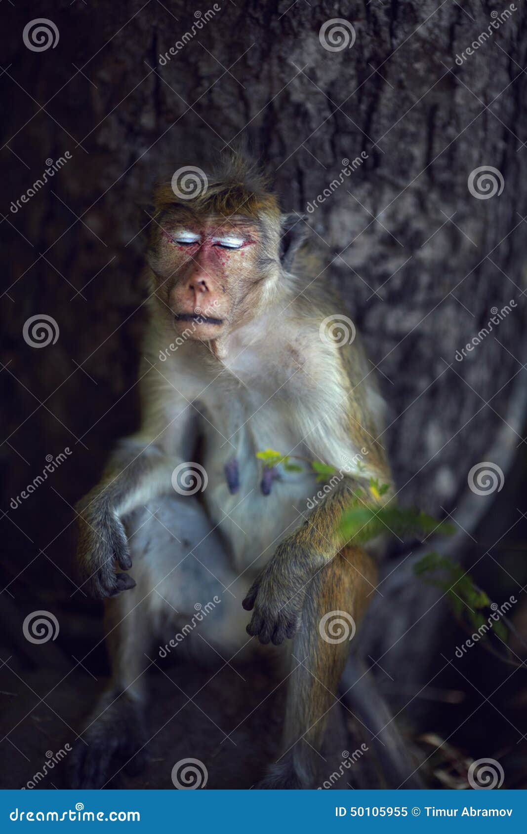 Female monkey resting stock image. Image of arms, meditate - 50105955