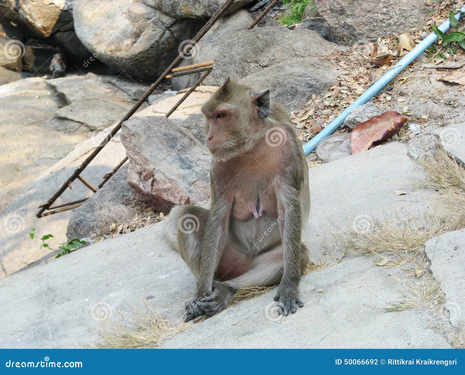 Female Monkey stock photo. Image of asia, female, ground - 50066692