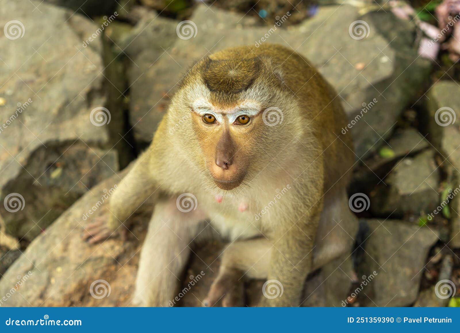 A female monkey sits stock photo. Image of mammal, beast - 251359390