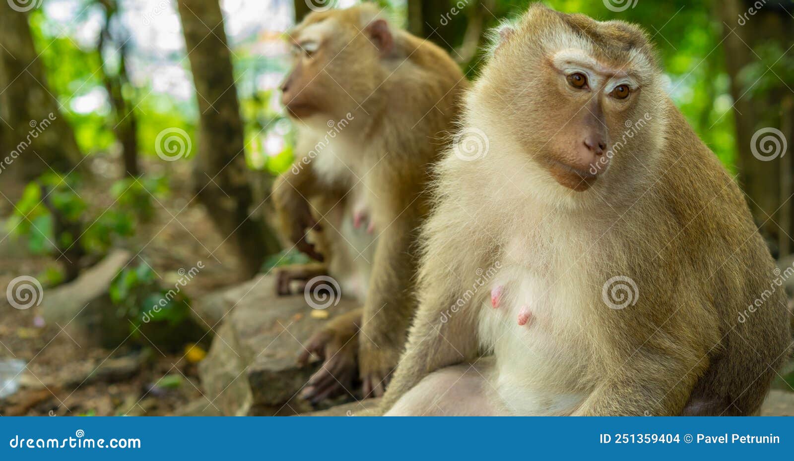 A female monkey sits stock photo. Image of africa, nature - 251359404