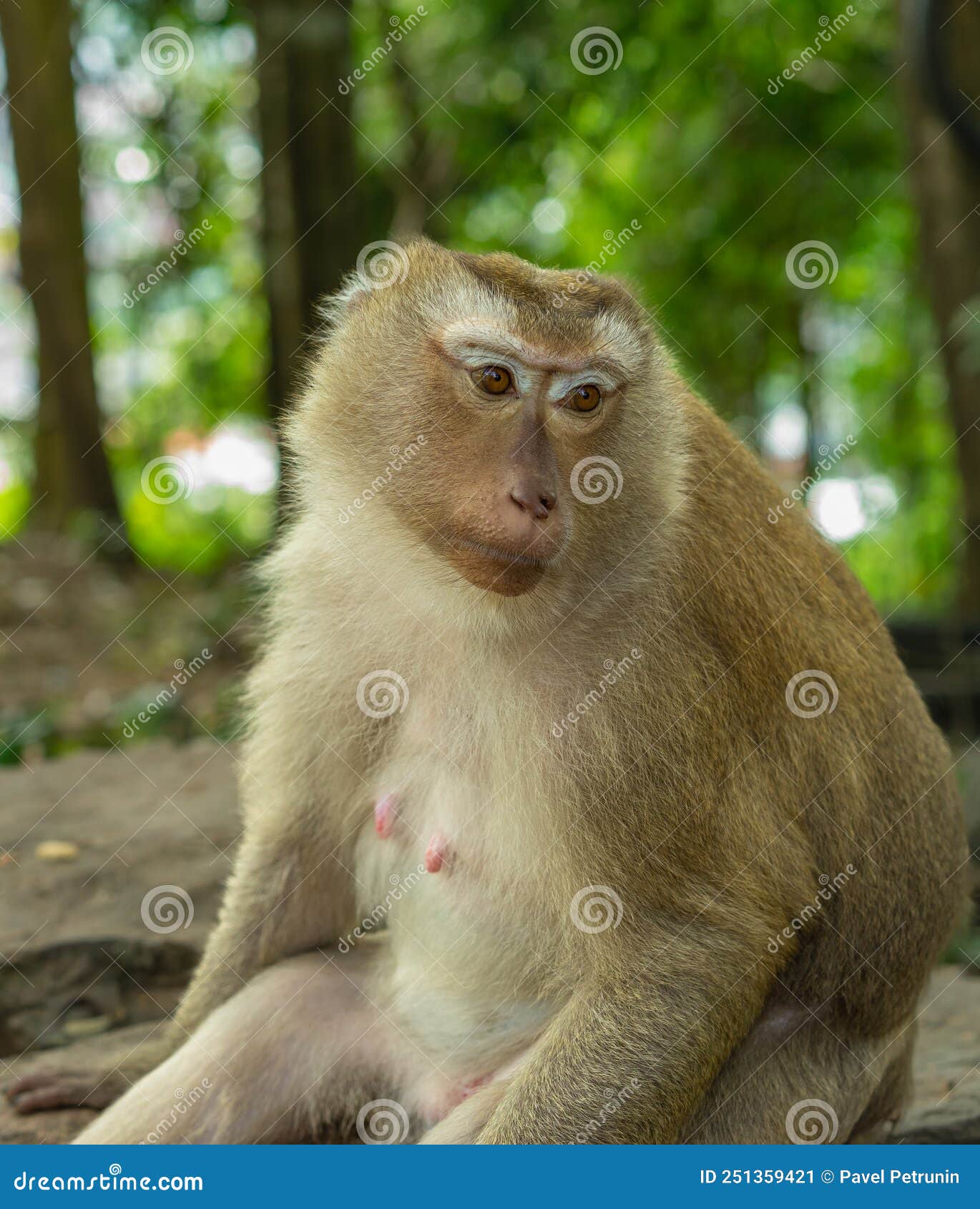 A female monkey sits stock image. Image of strong, nature - 251359421