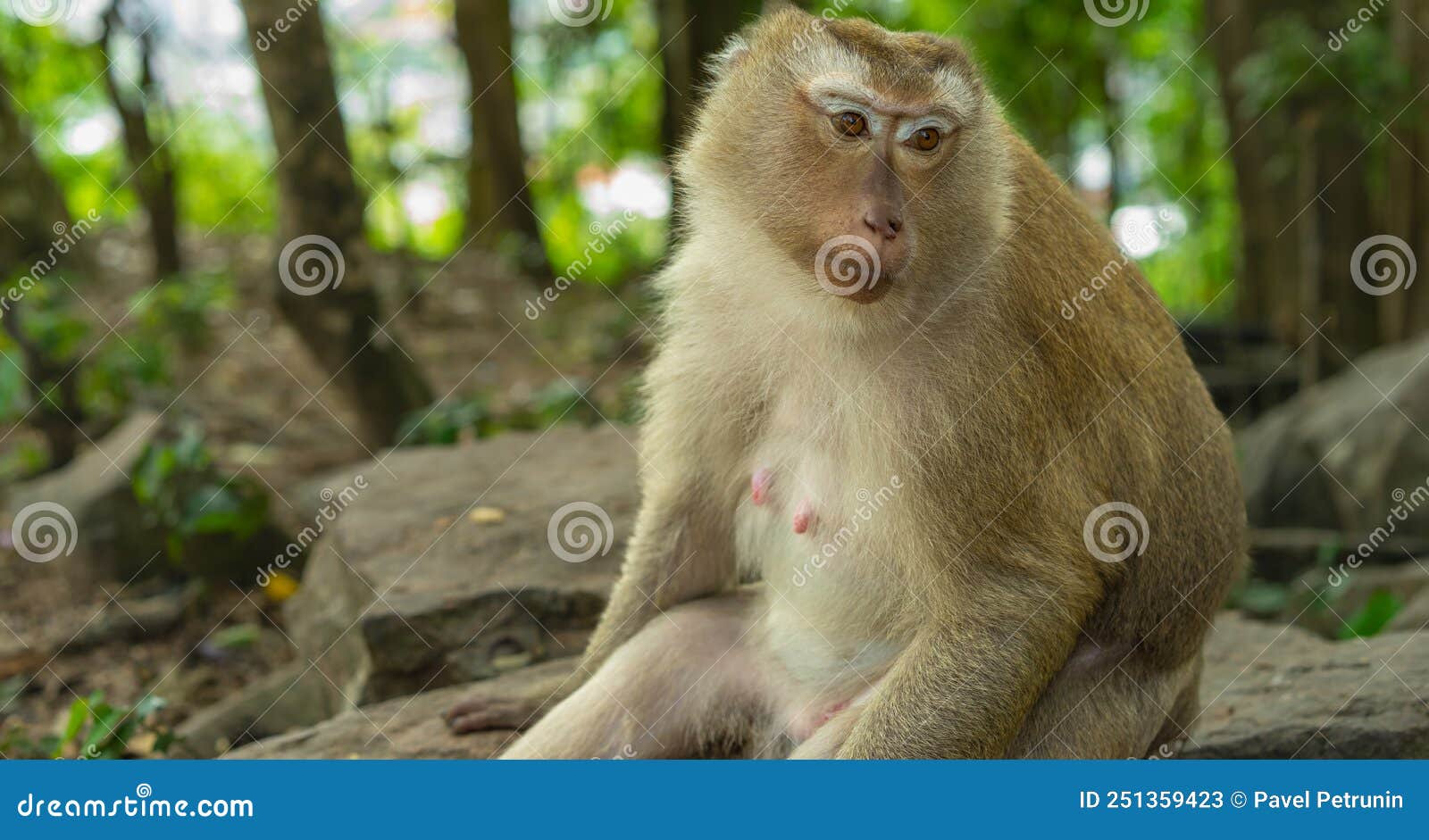 A female monkey sits stock image. Image of portrait - 251359423