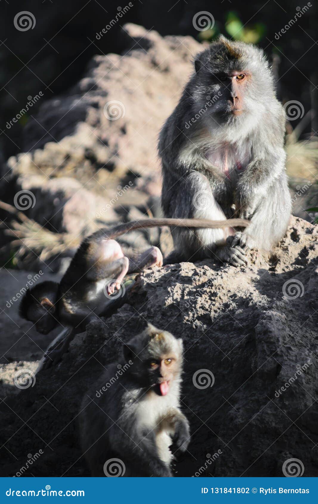 Female Monkey Sitting on the Stone and Watching Her Baby Monkeys Stock ...