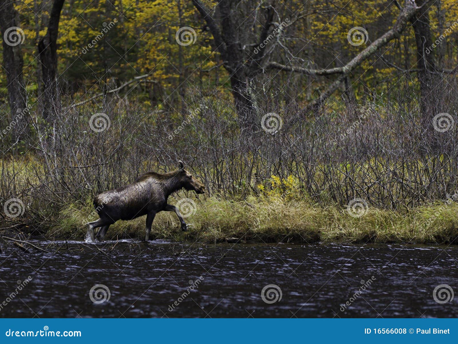 Female moose stock photo. Image of tree, wild, nature - 16566008