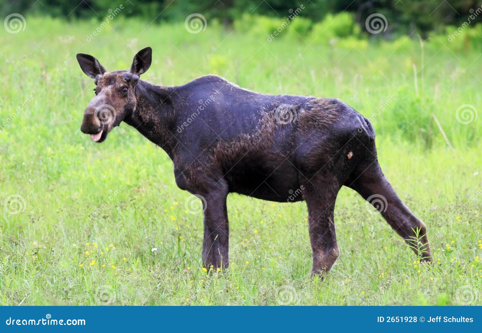 Female moose stock photo. Image of mammal, moose, alces - 2651928