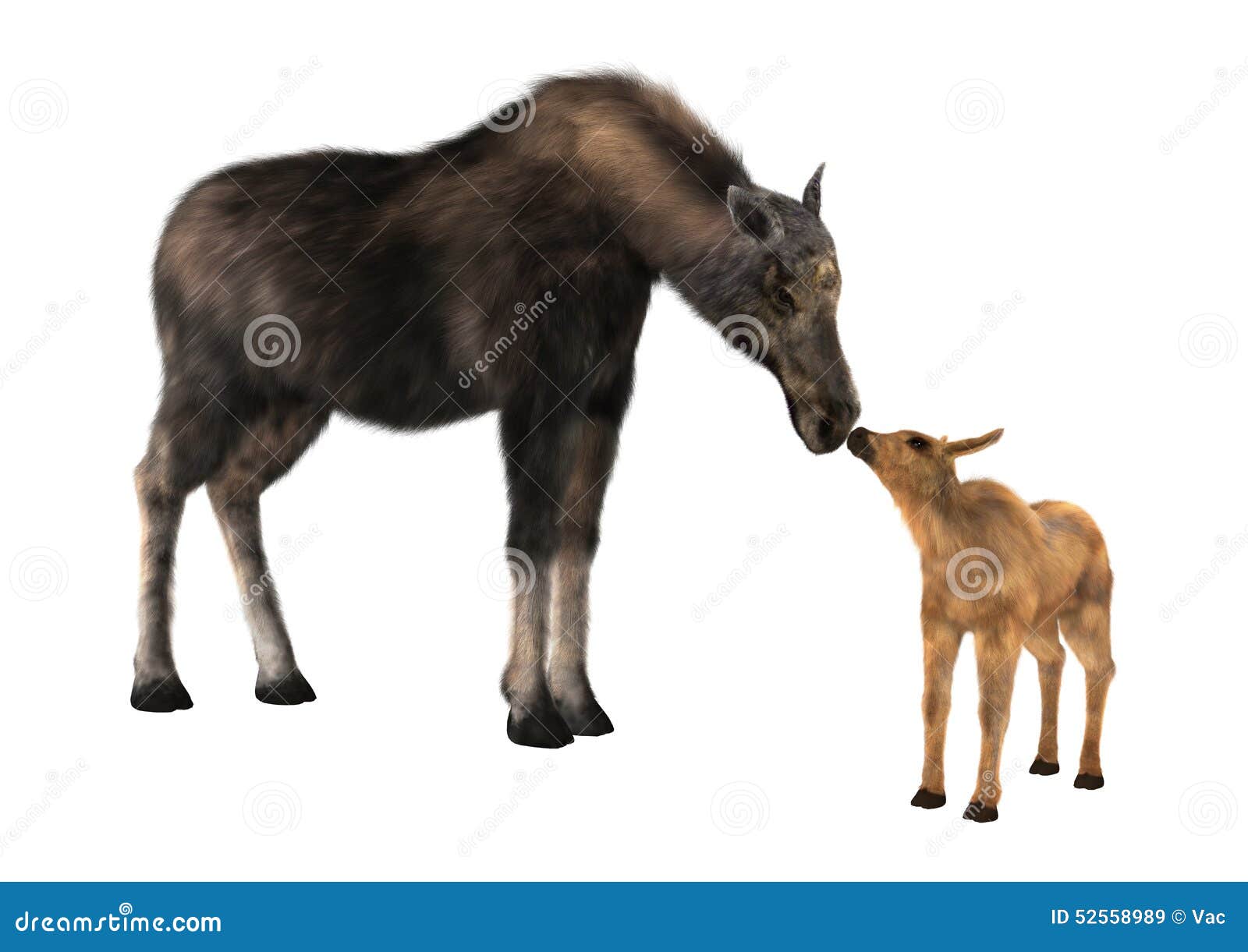 Female Moose and Calf stock illustration. Illustration of wild - 52558989