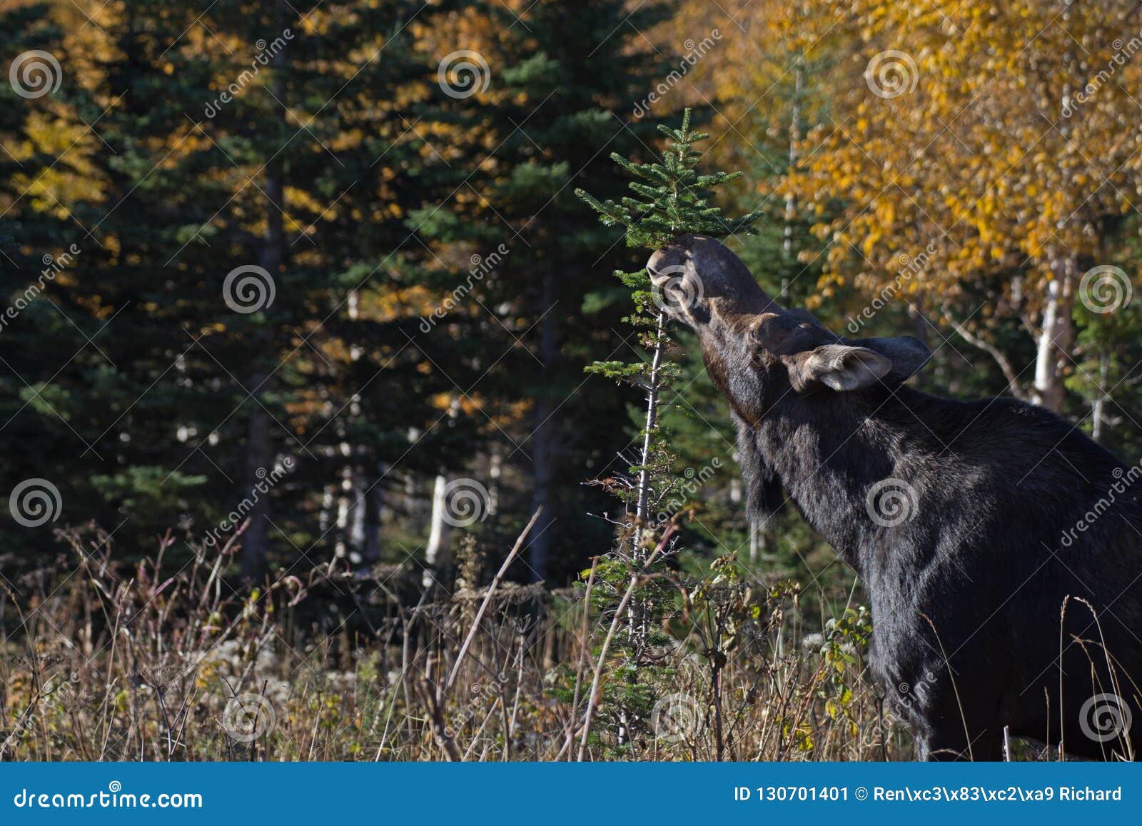 Female Moose Chewing Down a Tree Stock Image - Image of cervidae ...