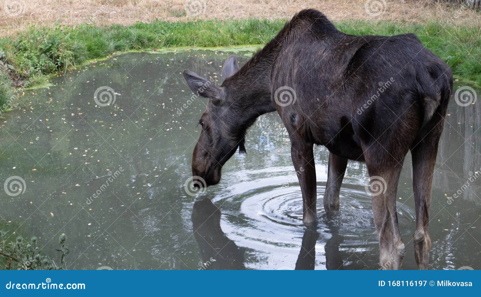 Female Moose Drink Water from Pond Stock Image - Image of water, bush ...