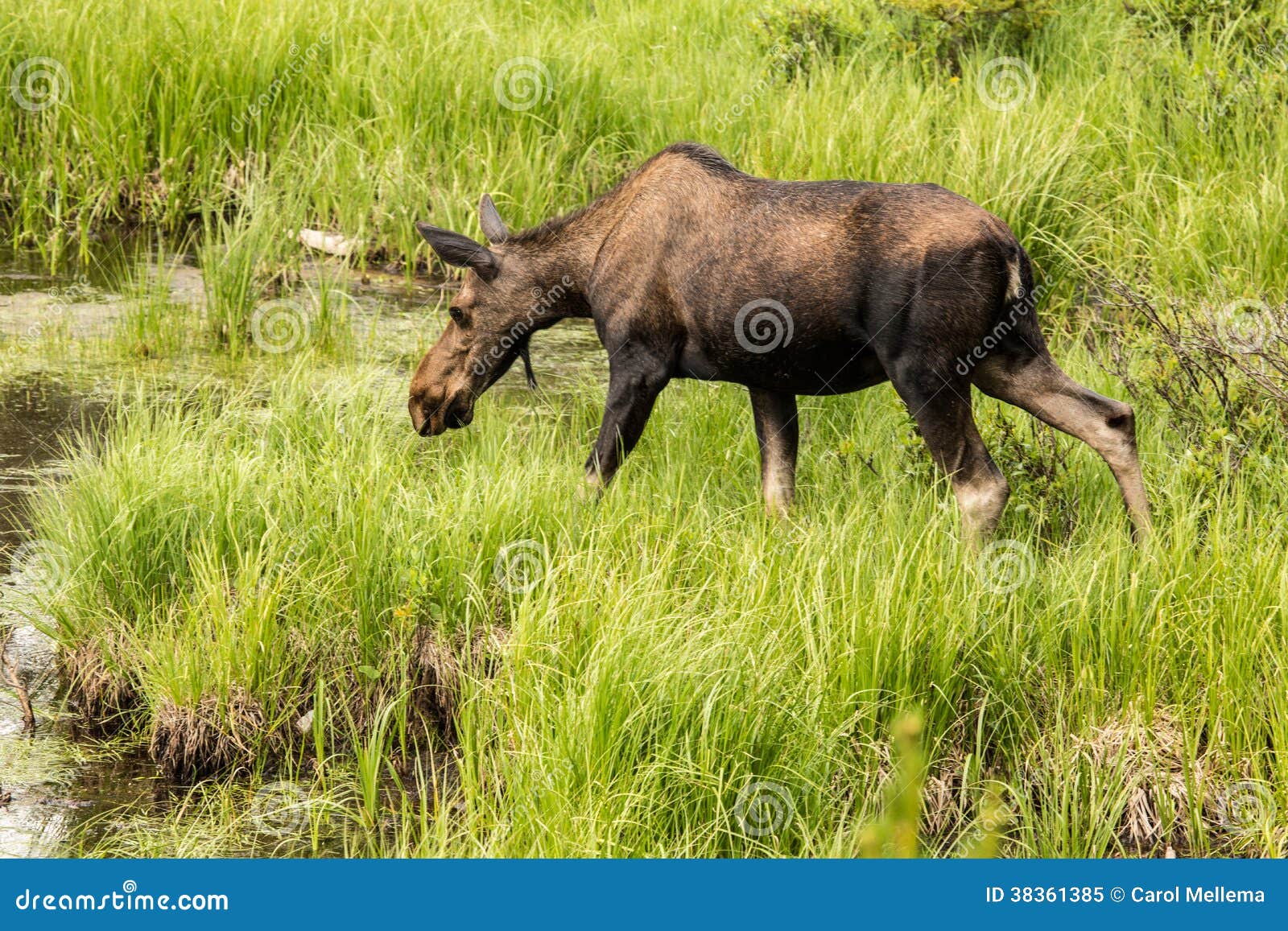 Female Moose in Grass in Colorado Stock Image - Image of deer ...