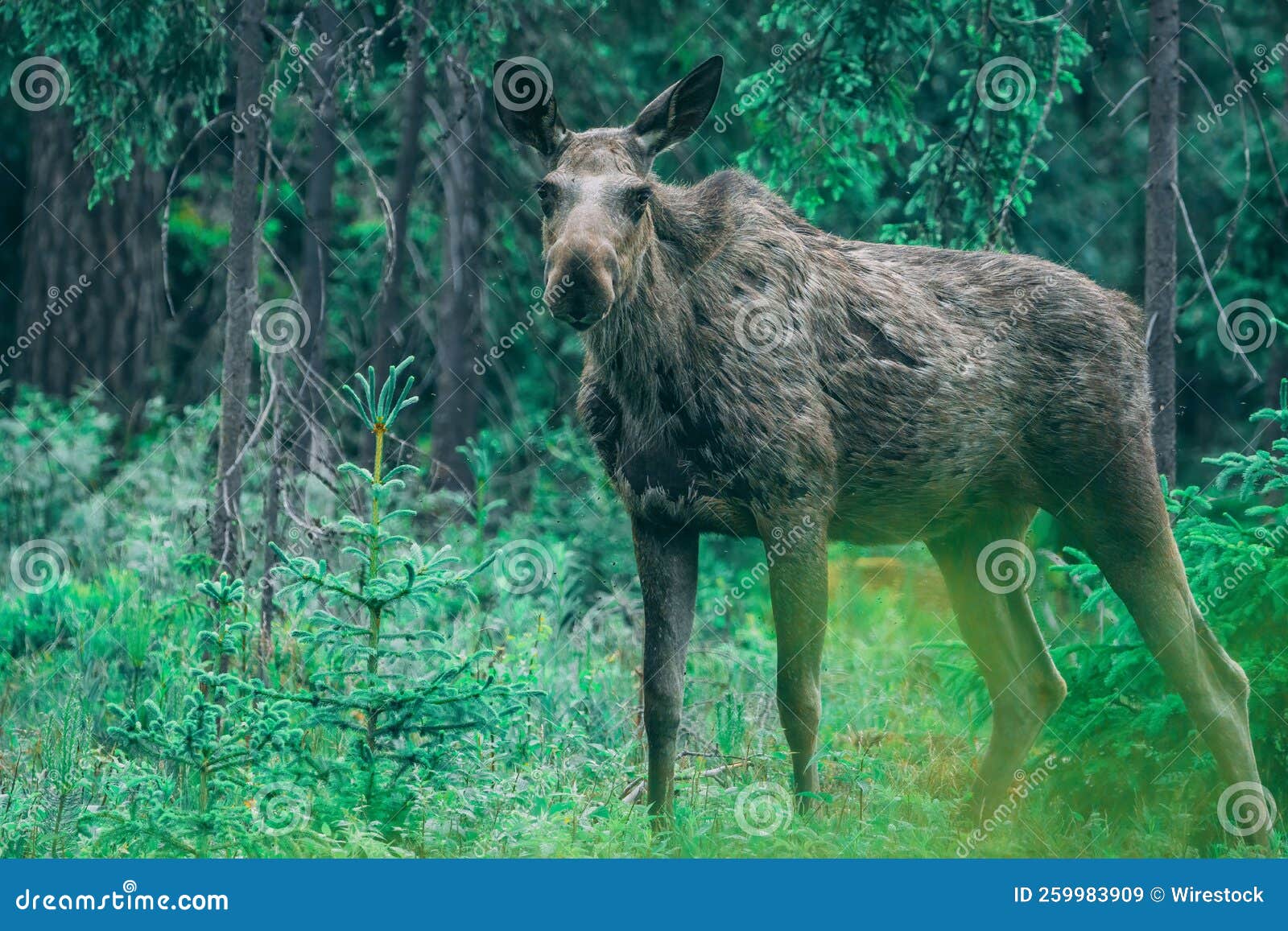Female Moose in the Green Forest. Norway Stock Image - Image of ...