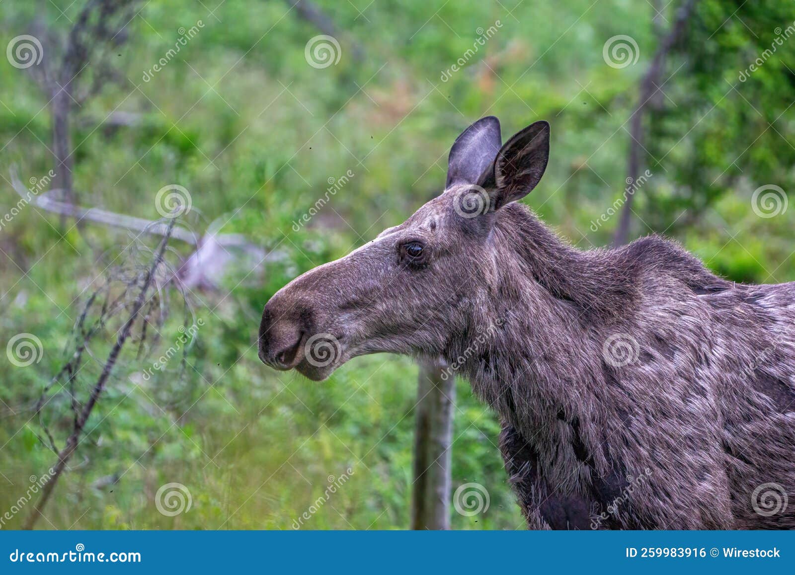 Female Moose in the Green Forest. Norway Stock Photo - Image of nature ...