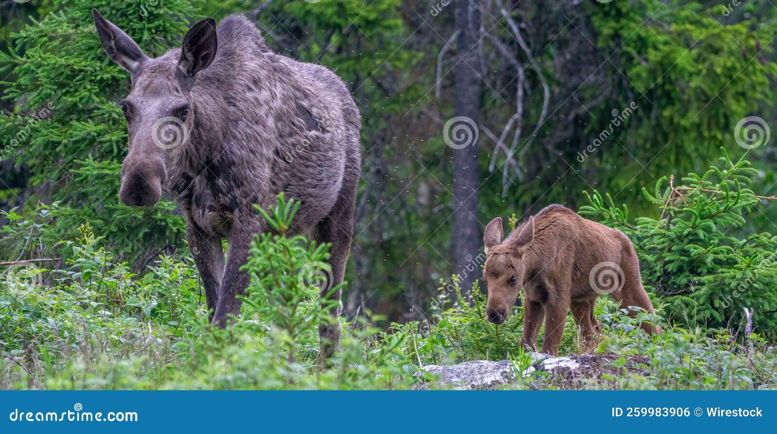 Female Moose with Its Calf in the Green Forest. Norway Stock Photo ...