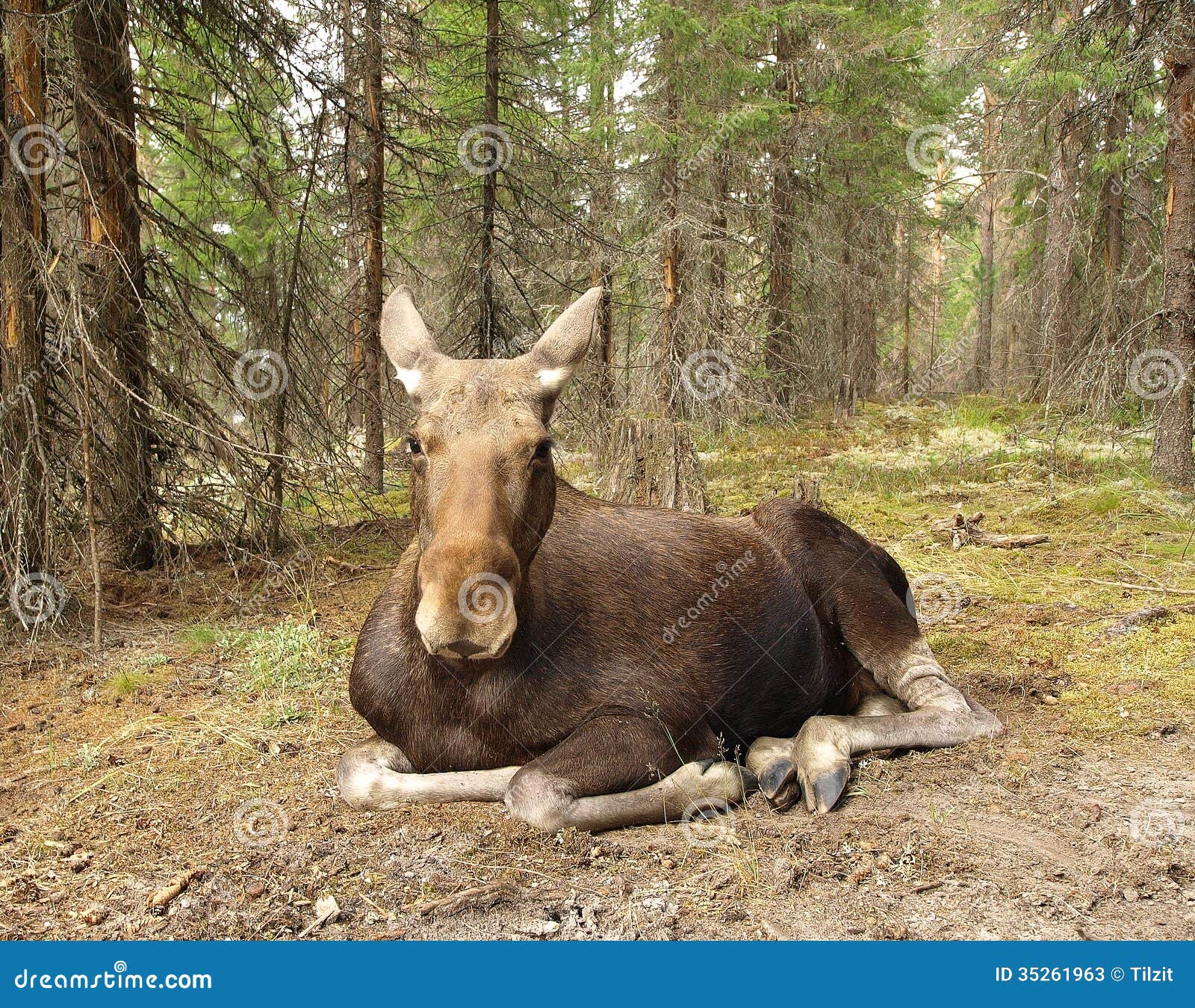 Female moose stock image. Image of silence, full, moosefarm - 35261963