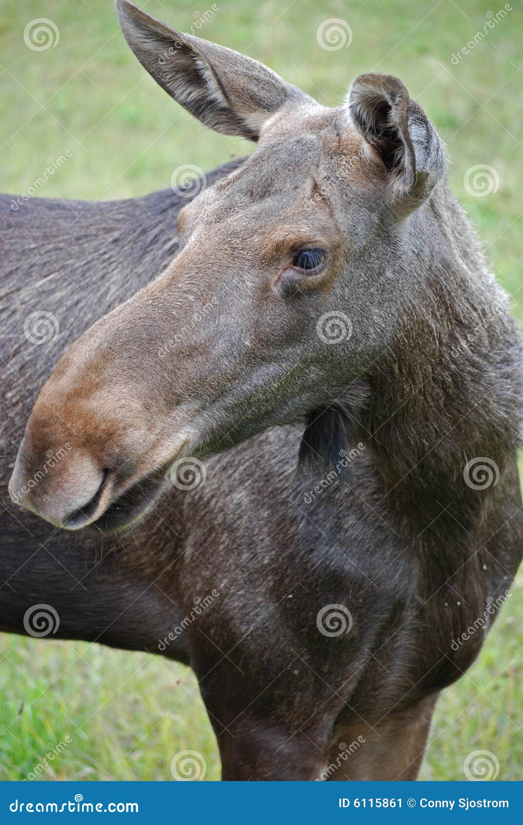 Female moose portrait stock image. Image of life, portrait - 6115861