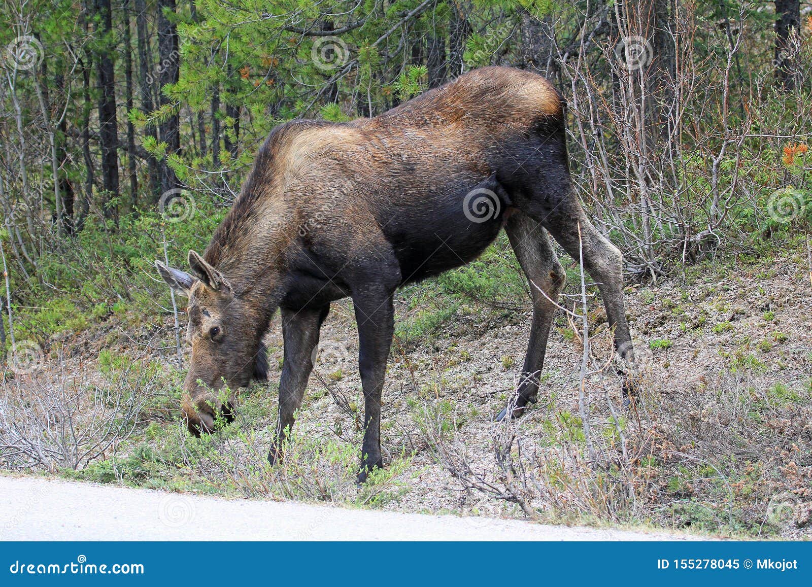 Female Moose in Profile on the Edge of the Road Stock Image - Image of ...