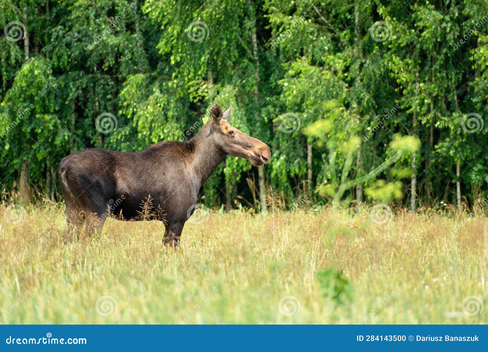 A Female Moose Standing in Tall Grass in Front of a Forest, Eastern ...