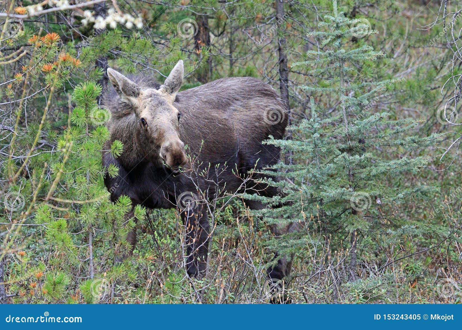 Female moose between trees stock image. Image of natural - 153243405