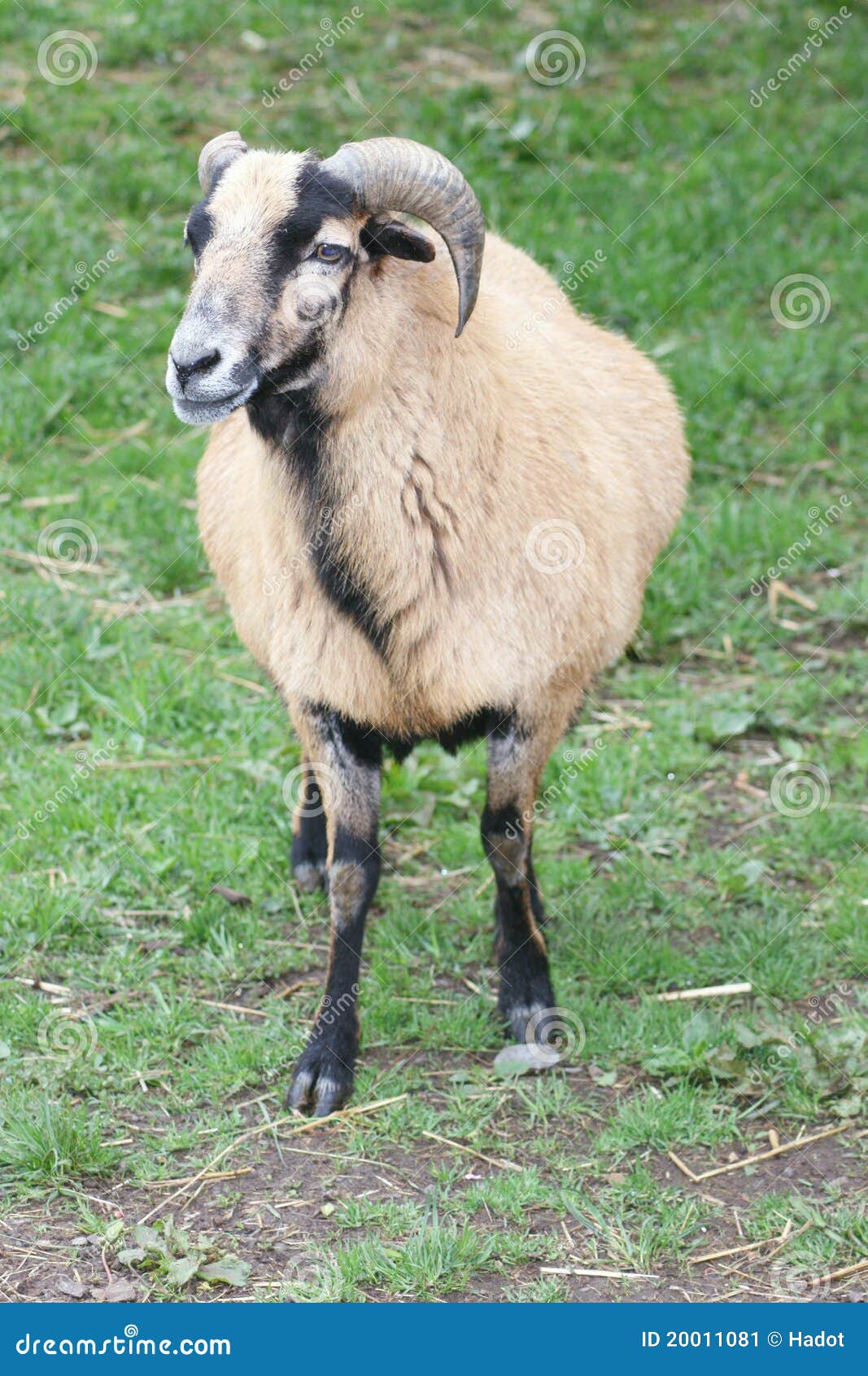 Female mouflon stock image. Image of mammal, musimon - 20011081