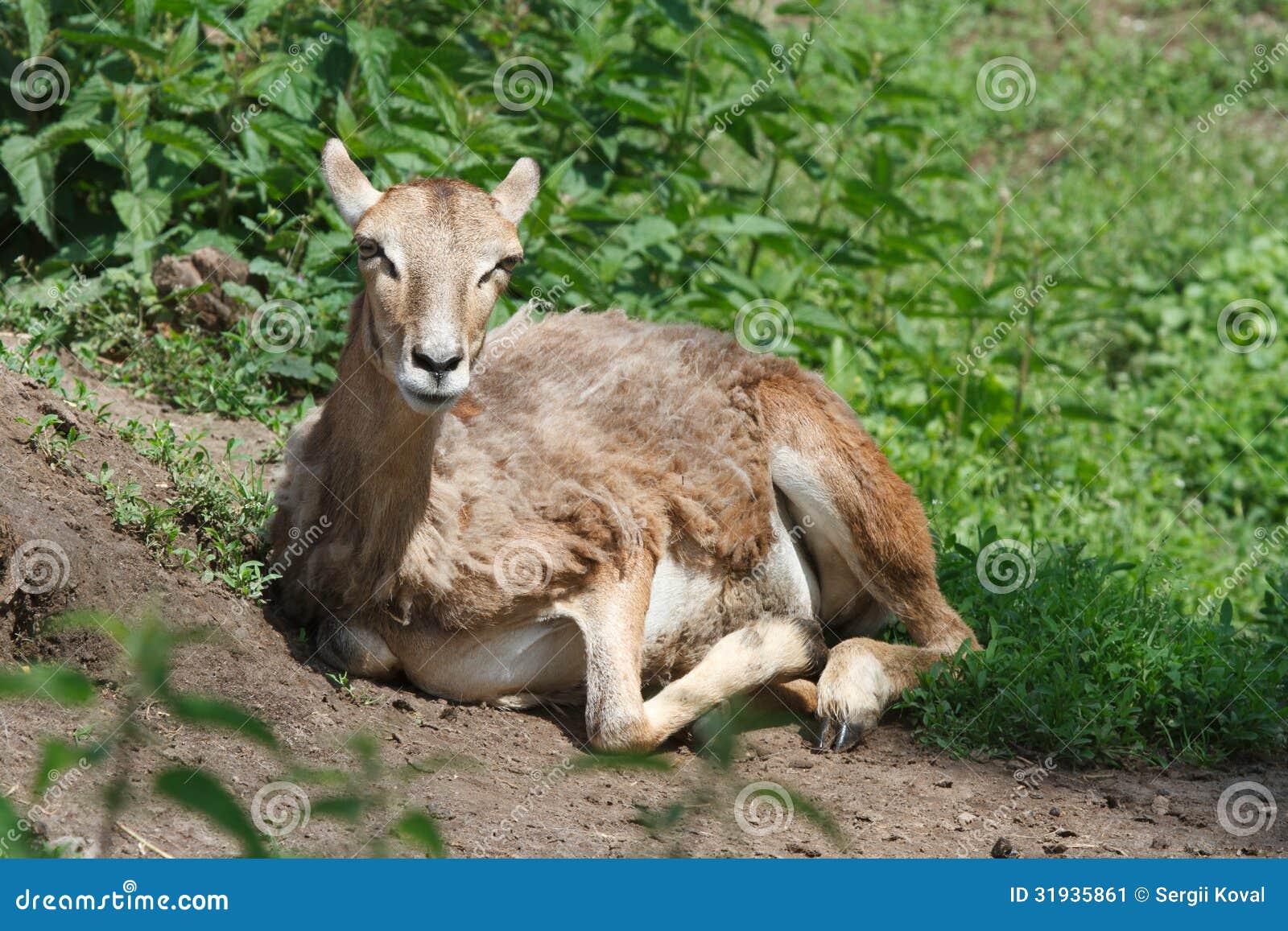 The female mouflon stock image. Image of bighorn, terrain - 31935861