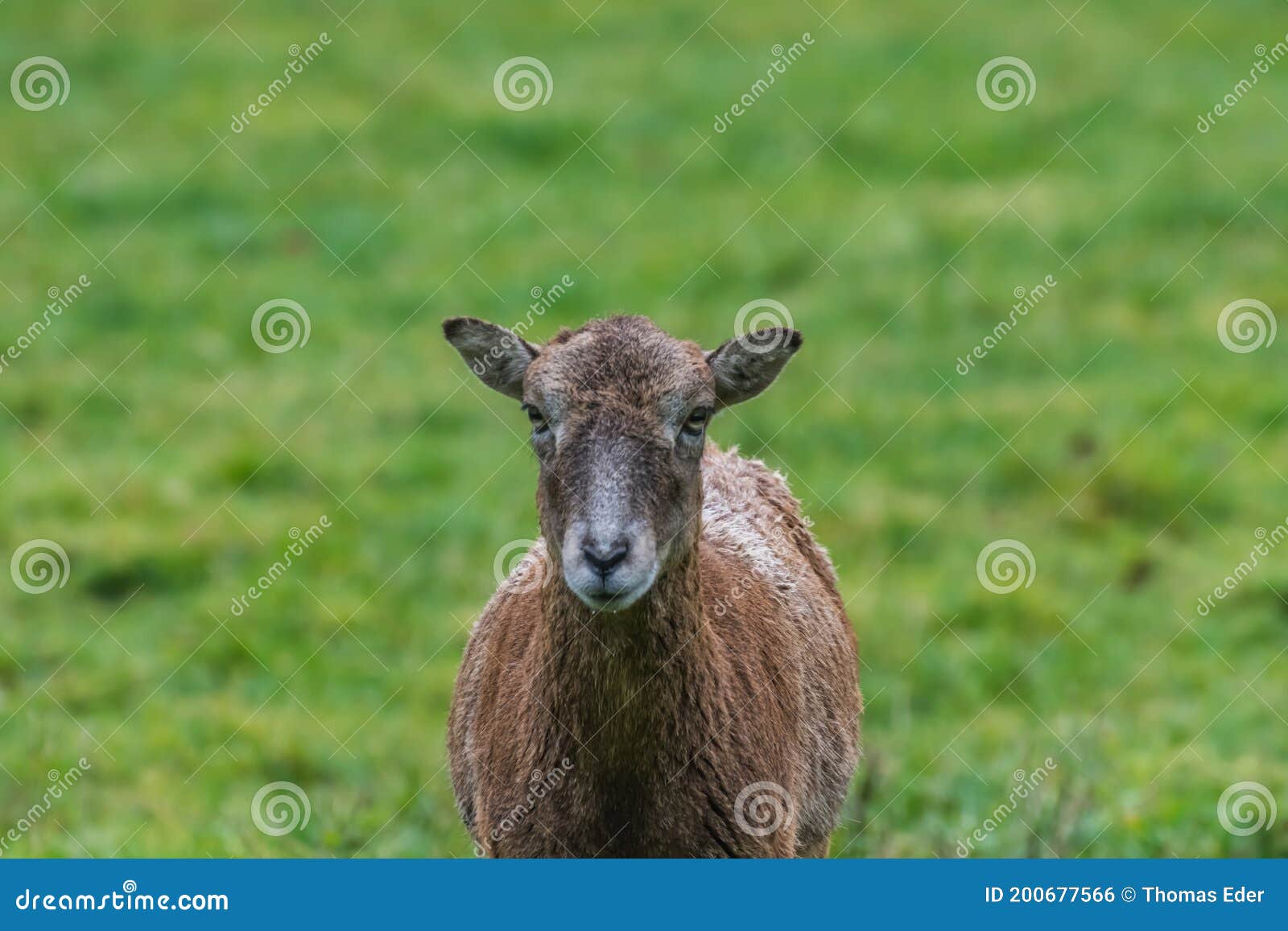 Female Mouflon Looks in the Camera on a Pasture Stock Photo - Image of ...