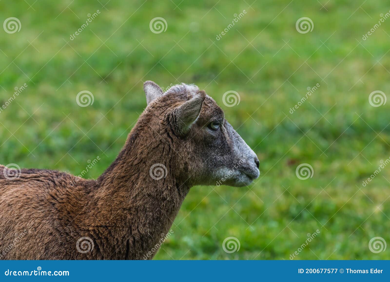 Female Mouflon Stands and Looks Side View Stock Image - Image of mammal ...