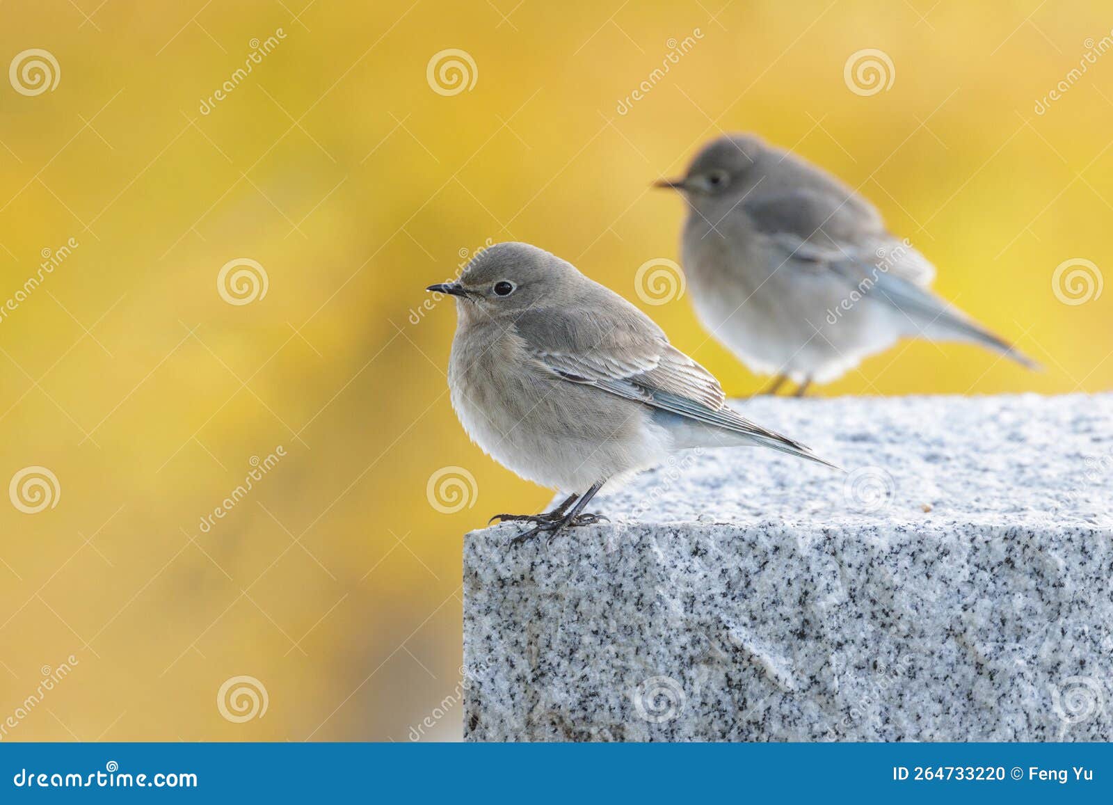 Female Mountain Bluebird stock photo. Image of animal - 264733220