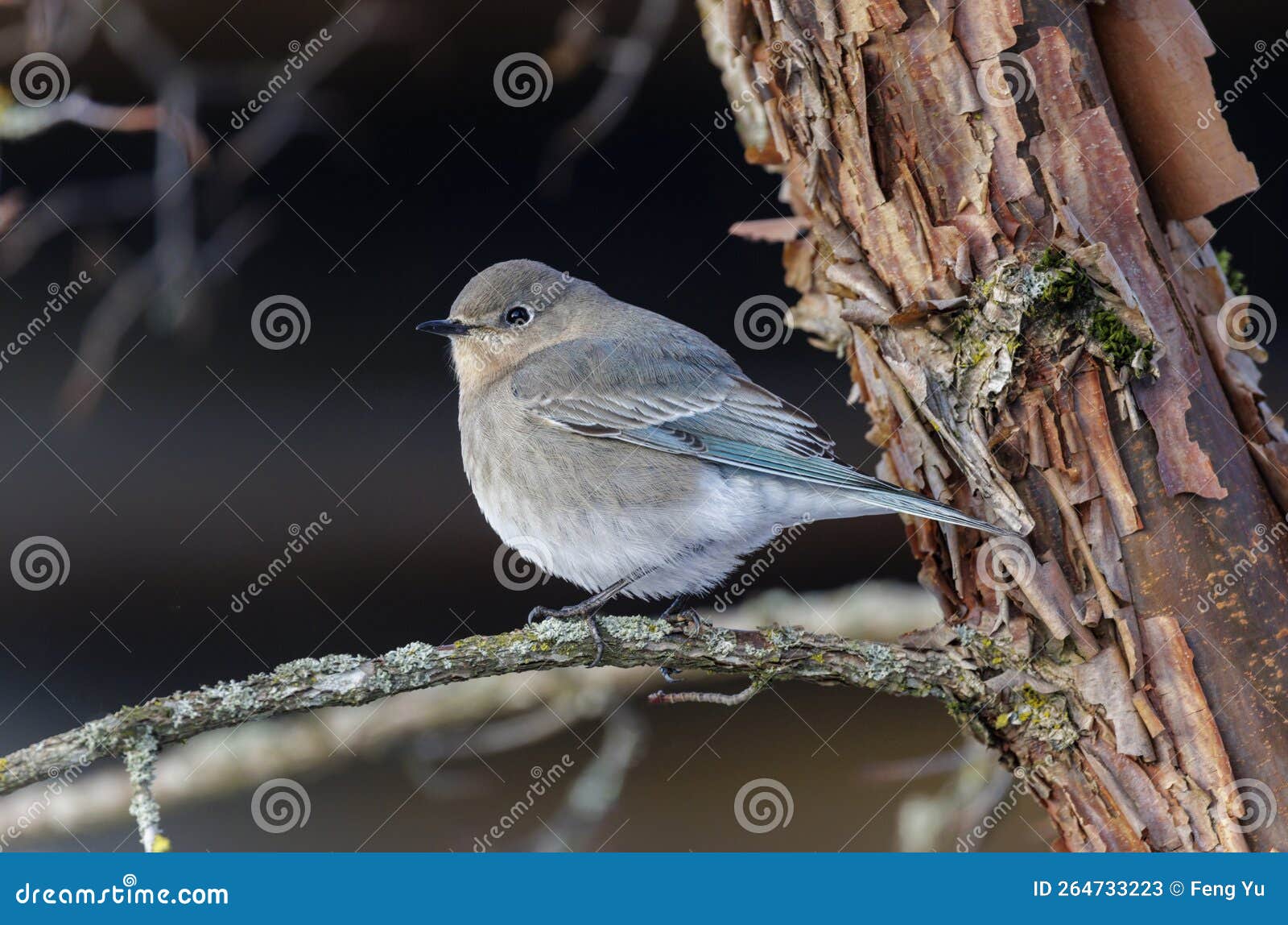 Female Mountain Bluebird stock image. Image of america - 264733223