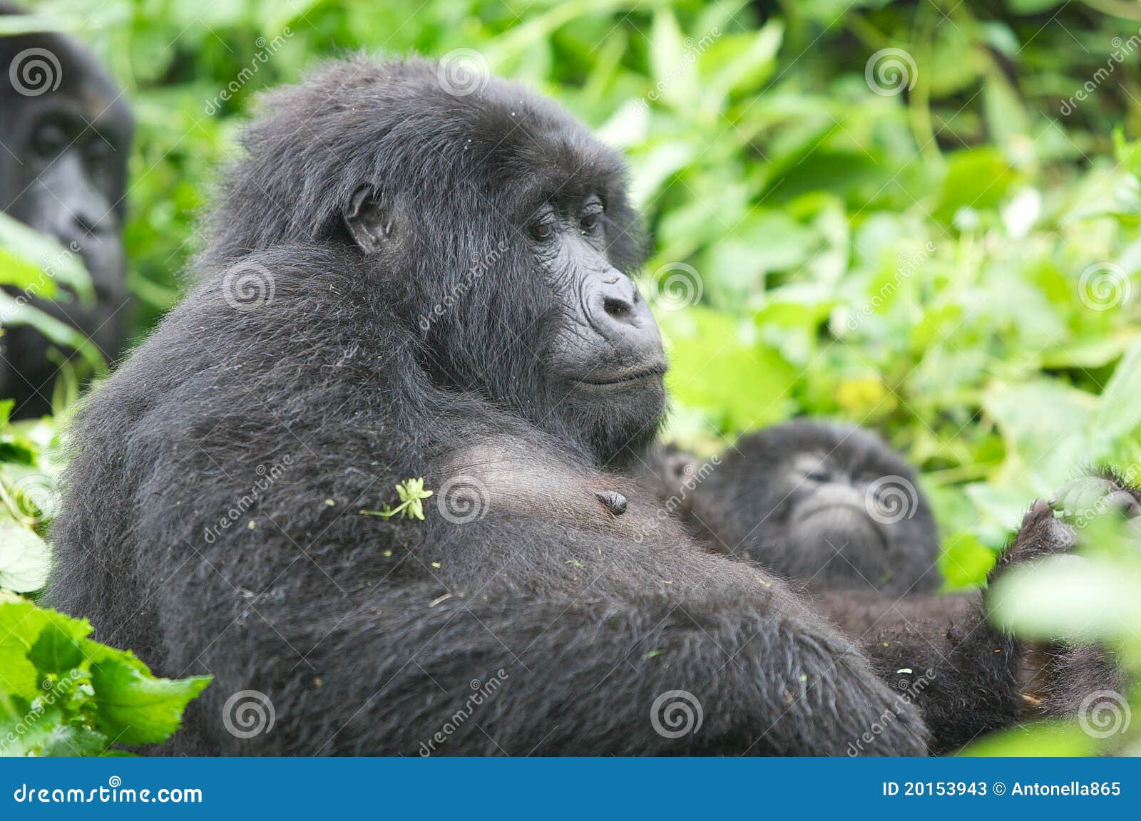 Female mountain gorilla stock image. Image of forest - 20153943