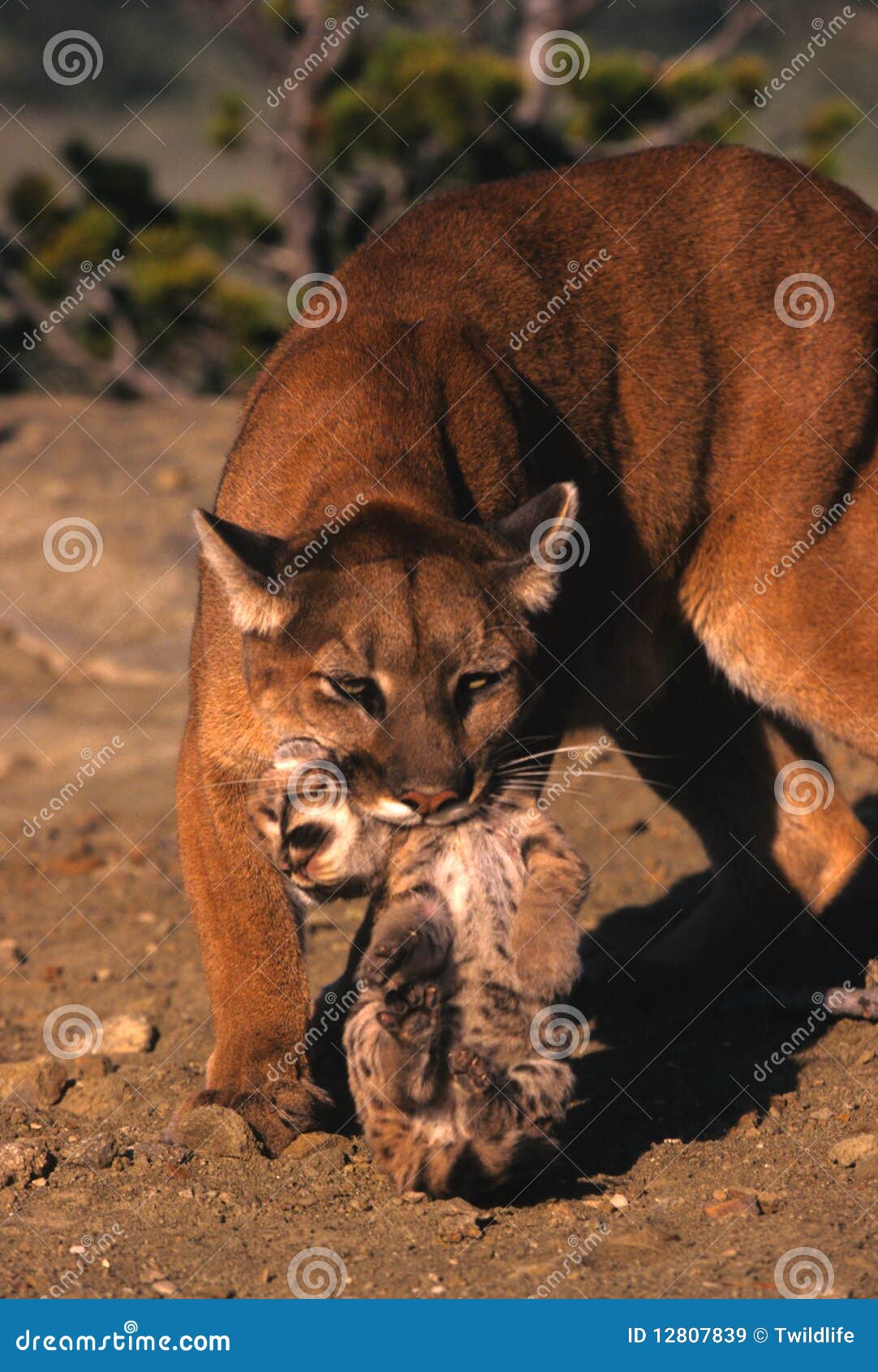 Female Mountain Lion Carrying Cub Stock Image - Image of wildlife, lion ...