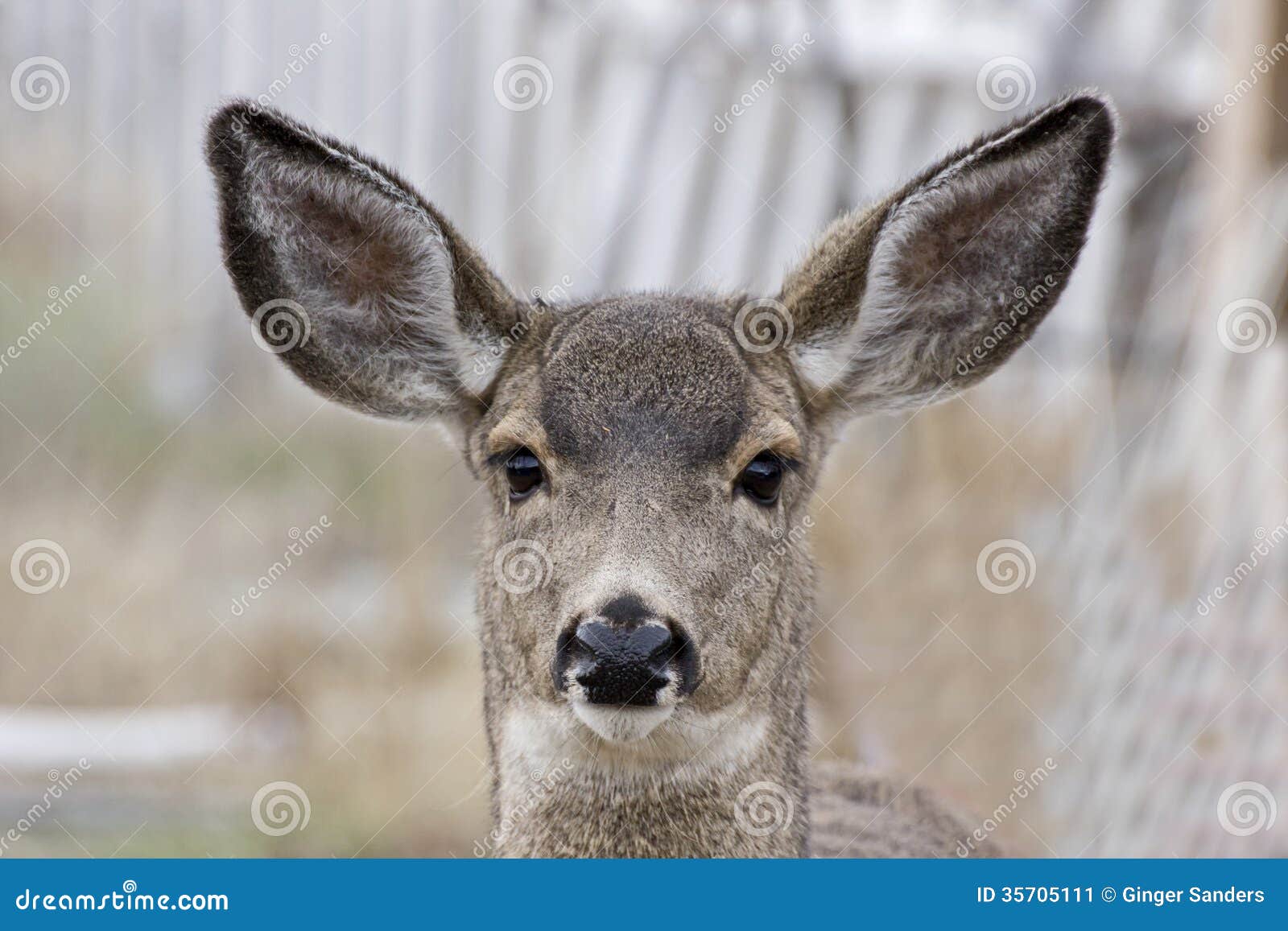 Female Mule Deer Head Shot Blurred Background Stock Image - Image of ...