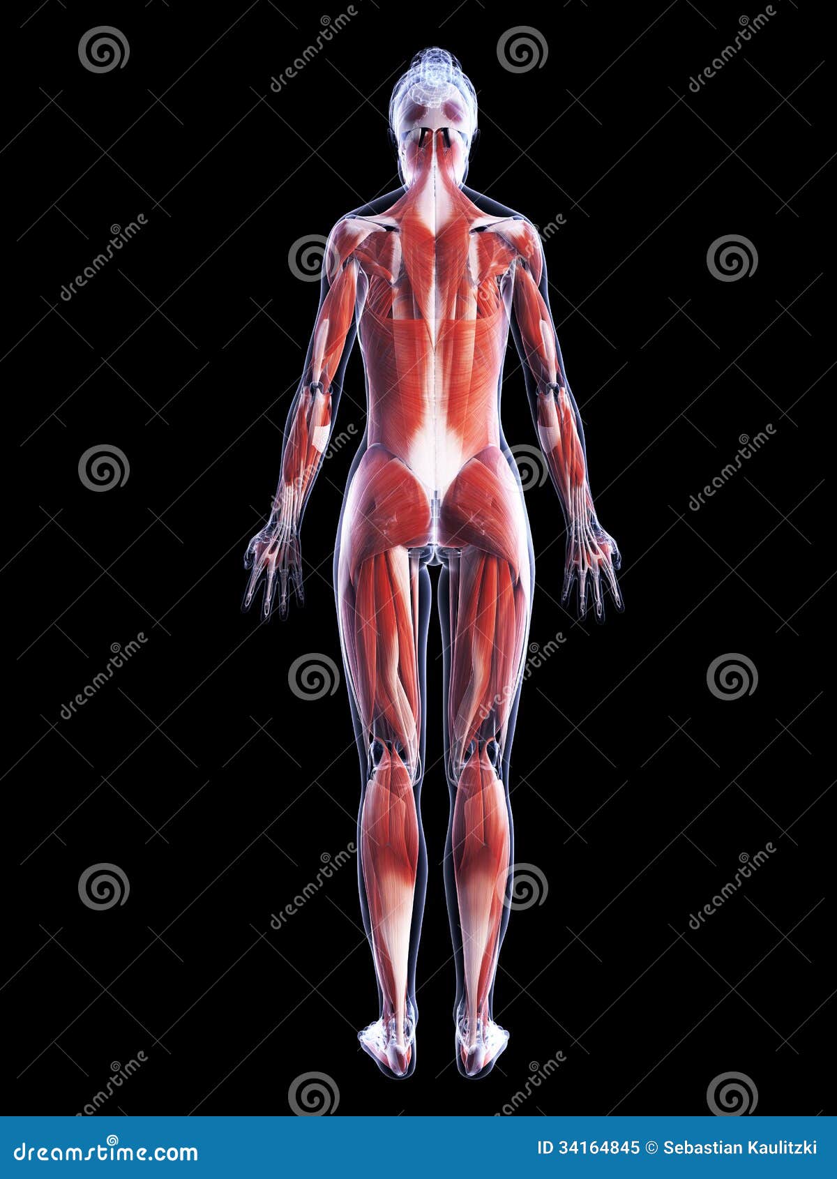 Female Muscle Groups Anatomical Fitness Vector Illustration, Sports ...