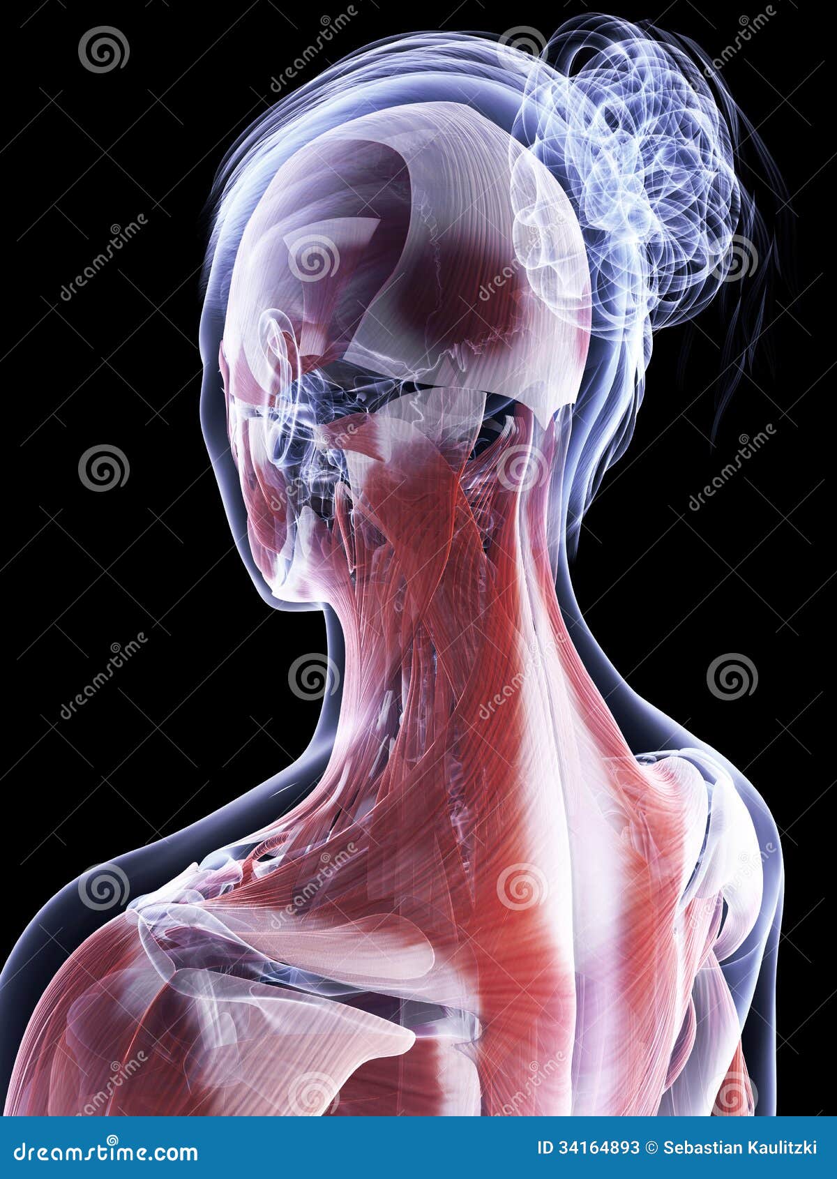 The female muscle system stock illustration. Illustration of neck ...