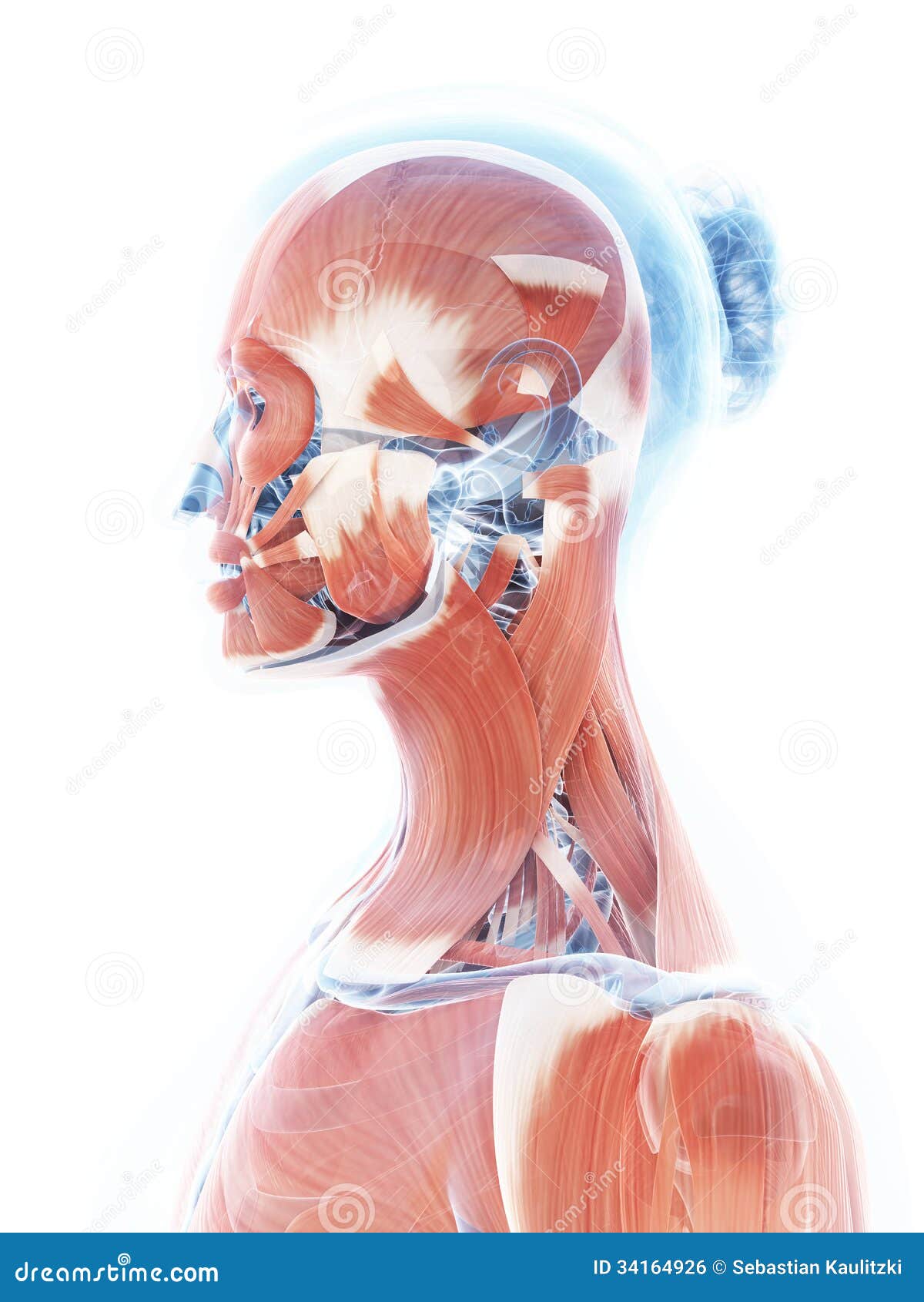 The female muscle system stock illustration. Illustration of head ...