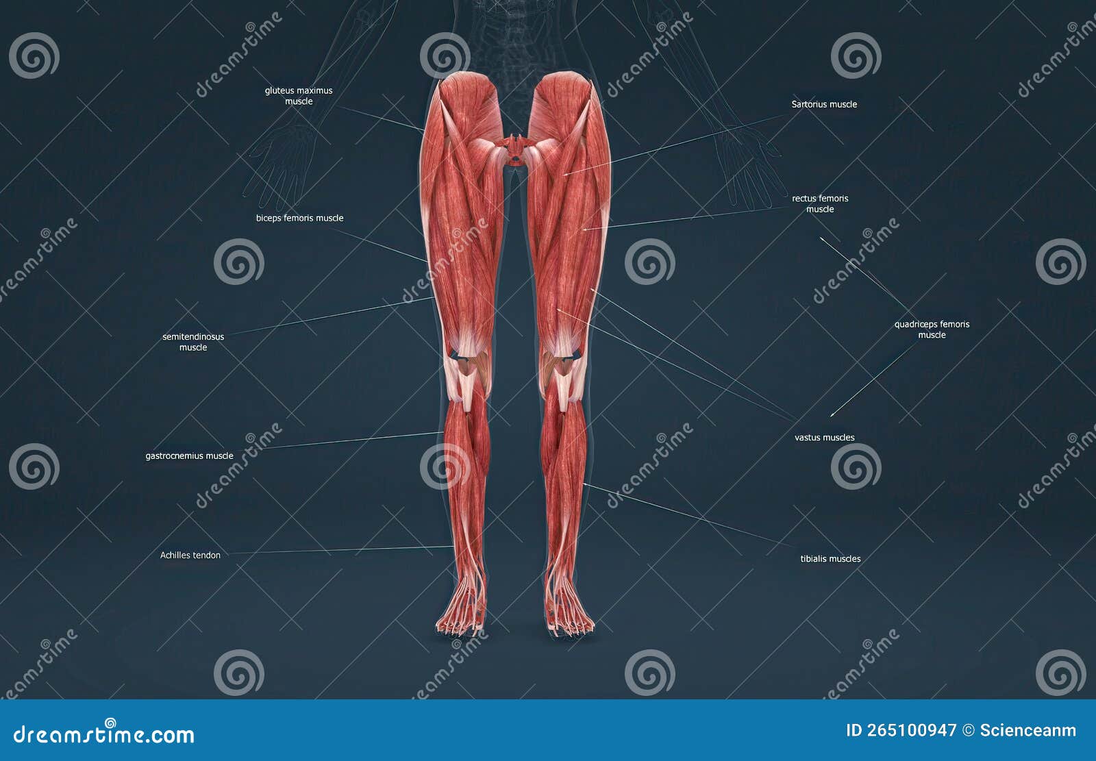 Female Muscles of the Lower Limb Stock Illustration - Illustration of ...