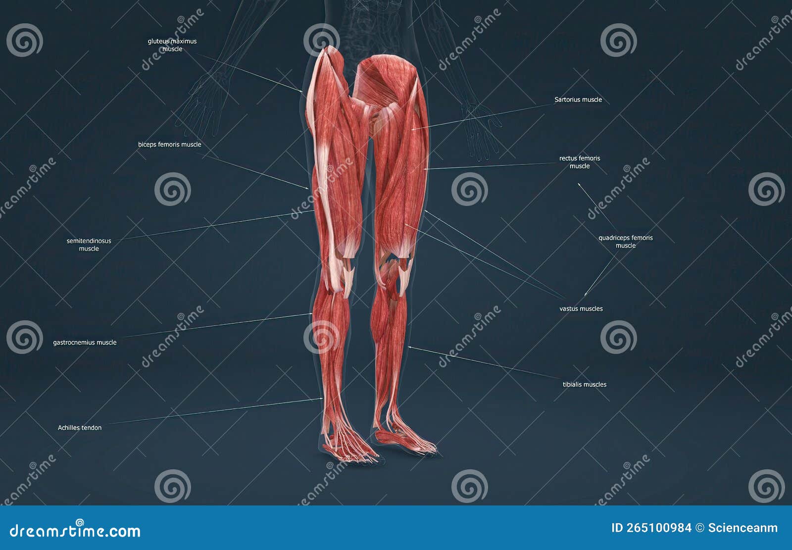 Female Muscles of the Lower Limb Stock Illustration - Illustration of ...